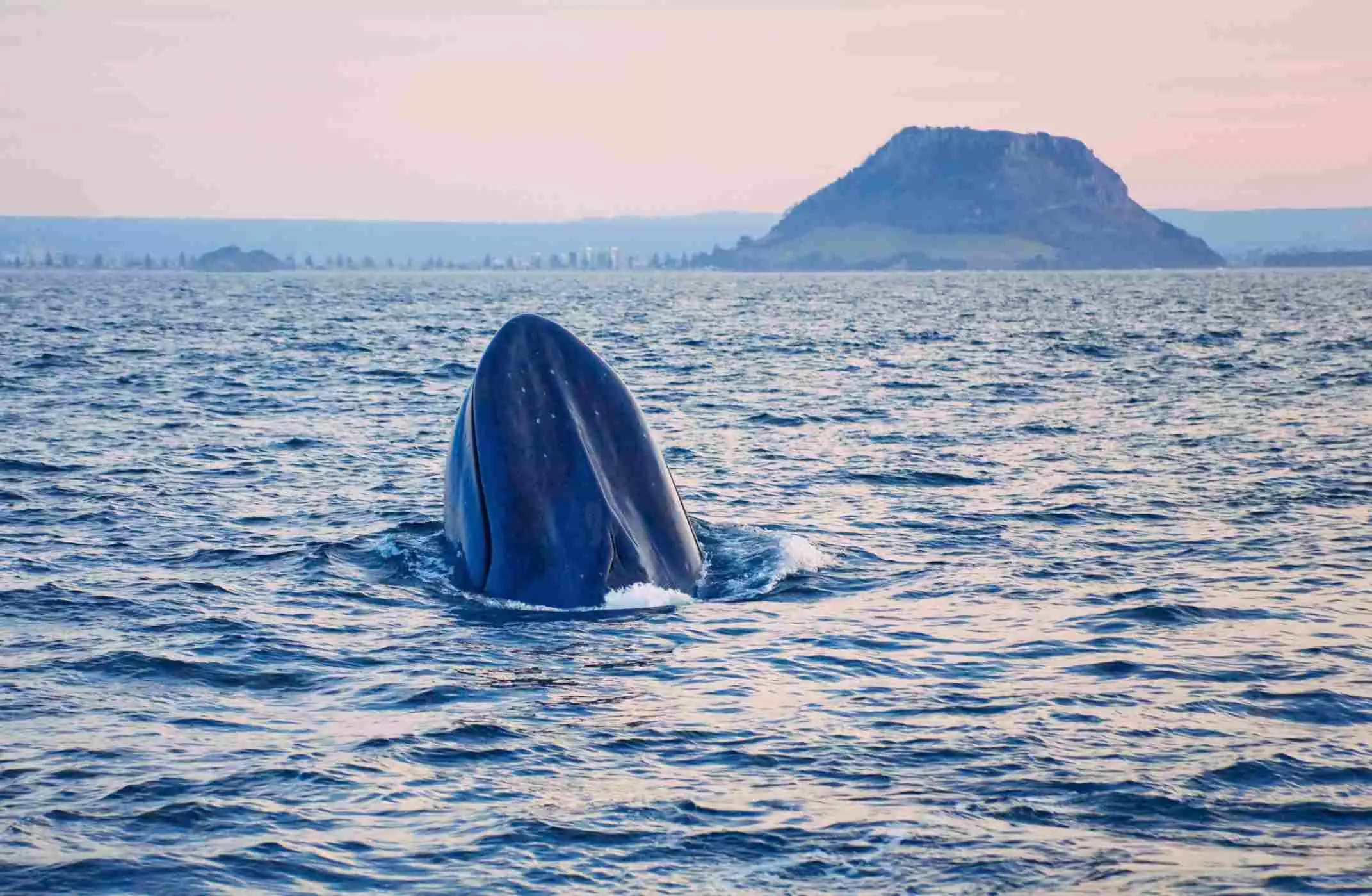 Rorqual bleu se nourrissant près du rivage, Nouvelle-Zélande