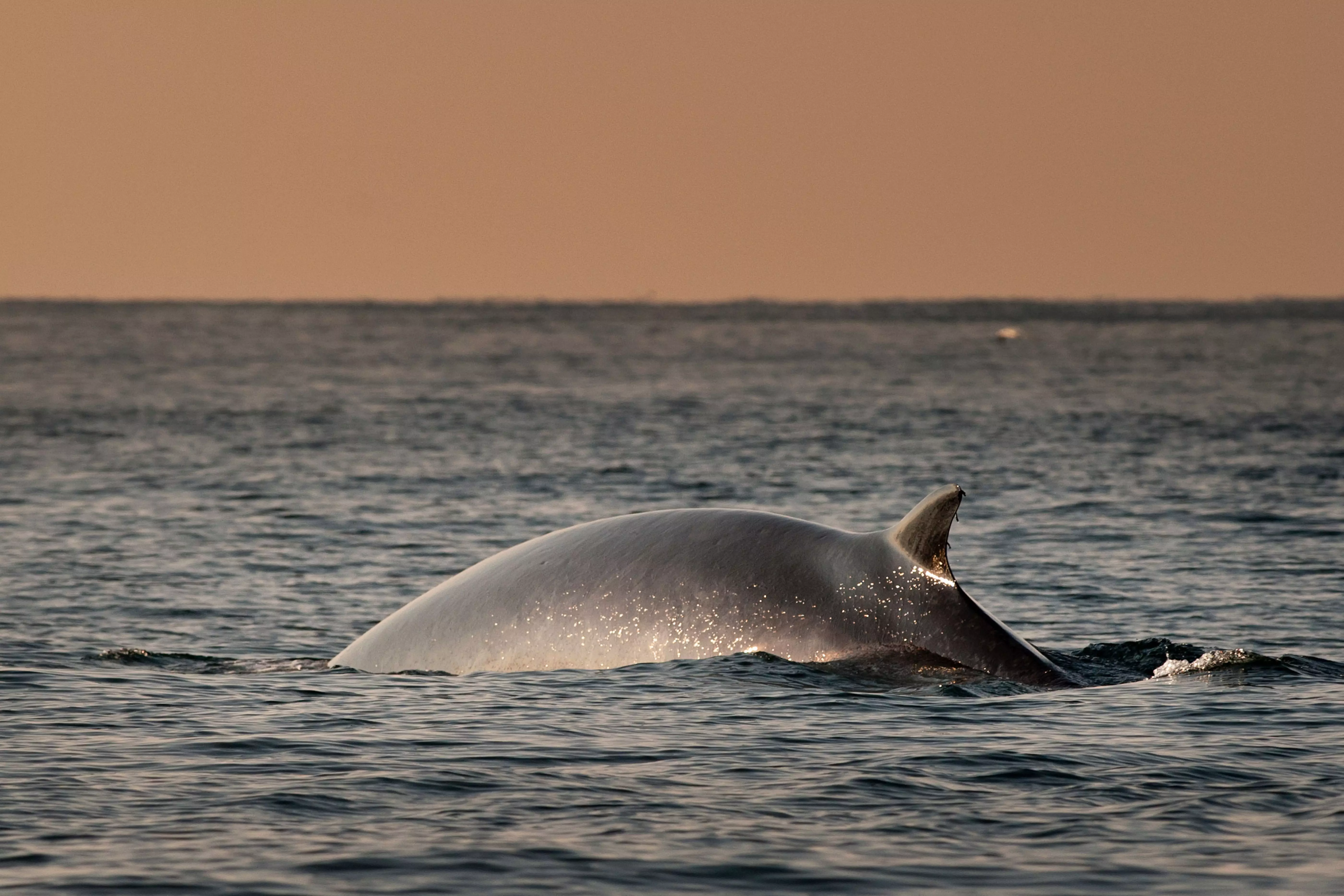 Rorqual commun sortant de l'eau