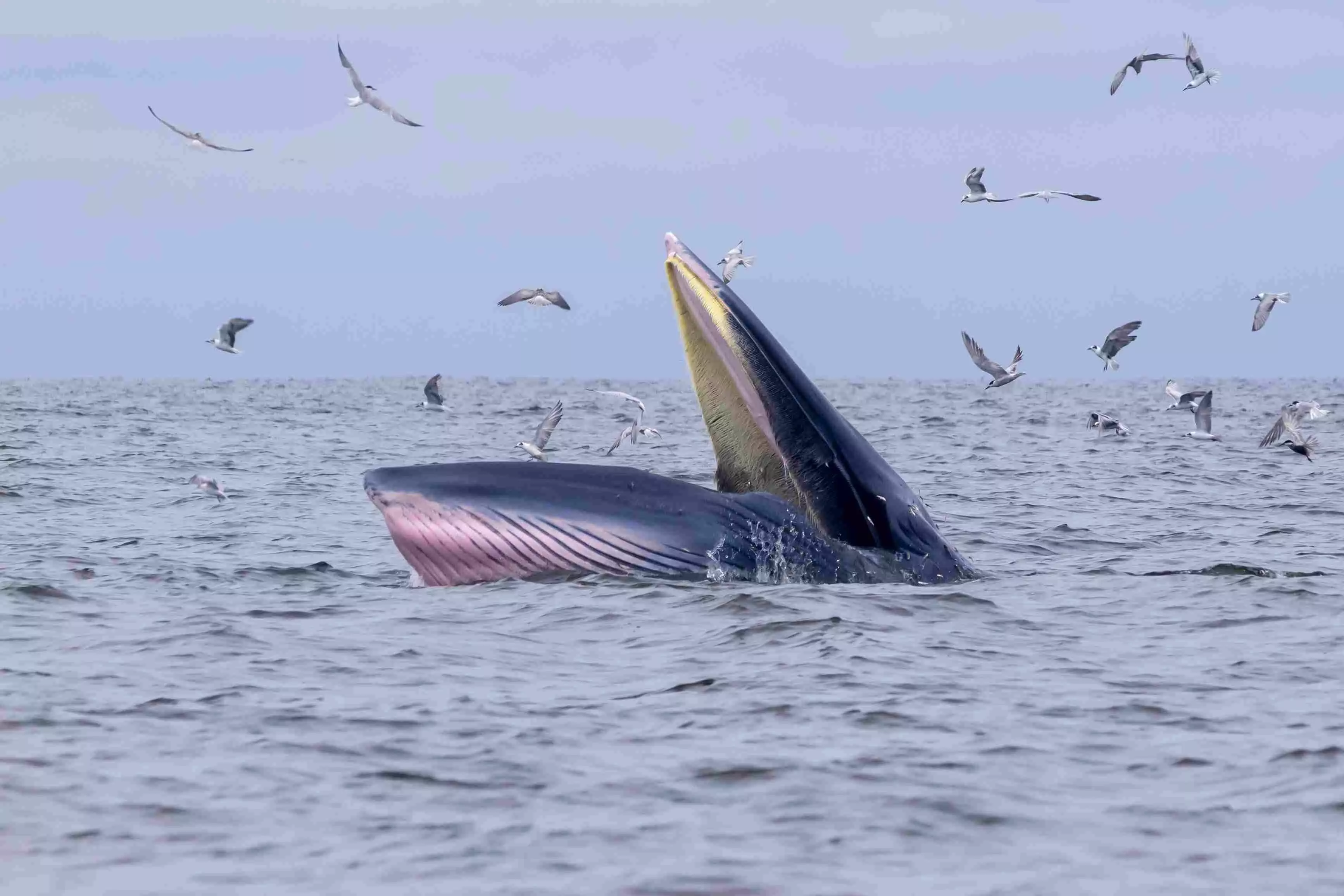 Rorqual de Bryde dans le golfe de Thaïlande