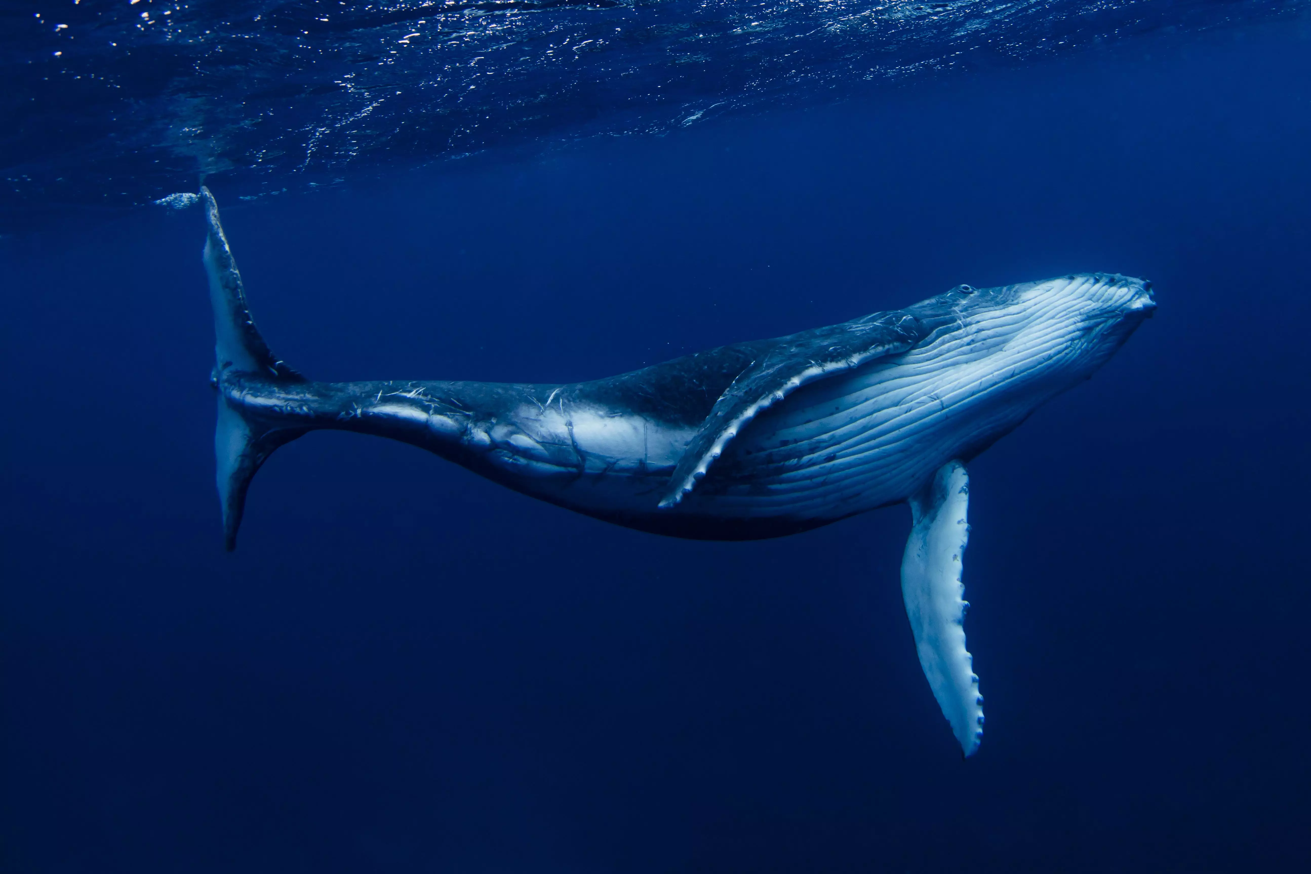 Humpback whale ua luam dej hauv qab dej, Tonga, South Pacific