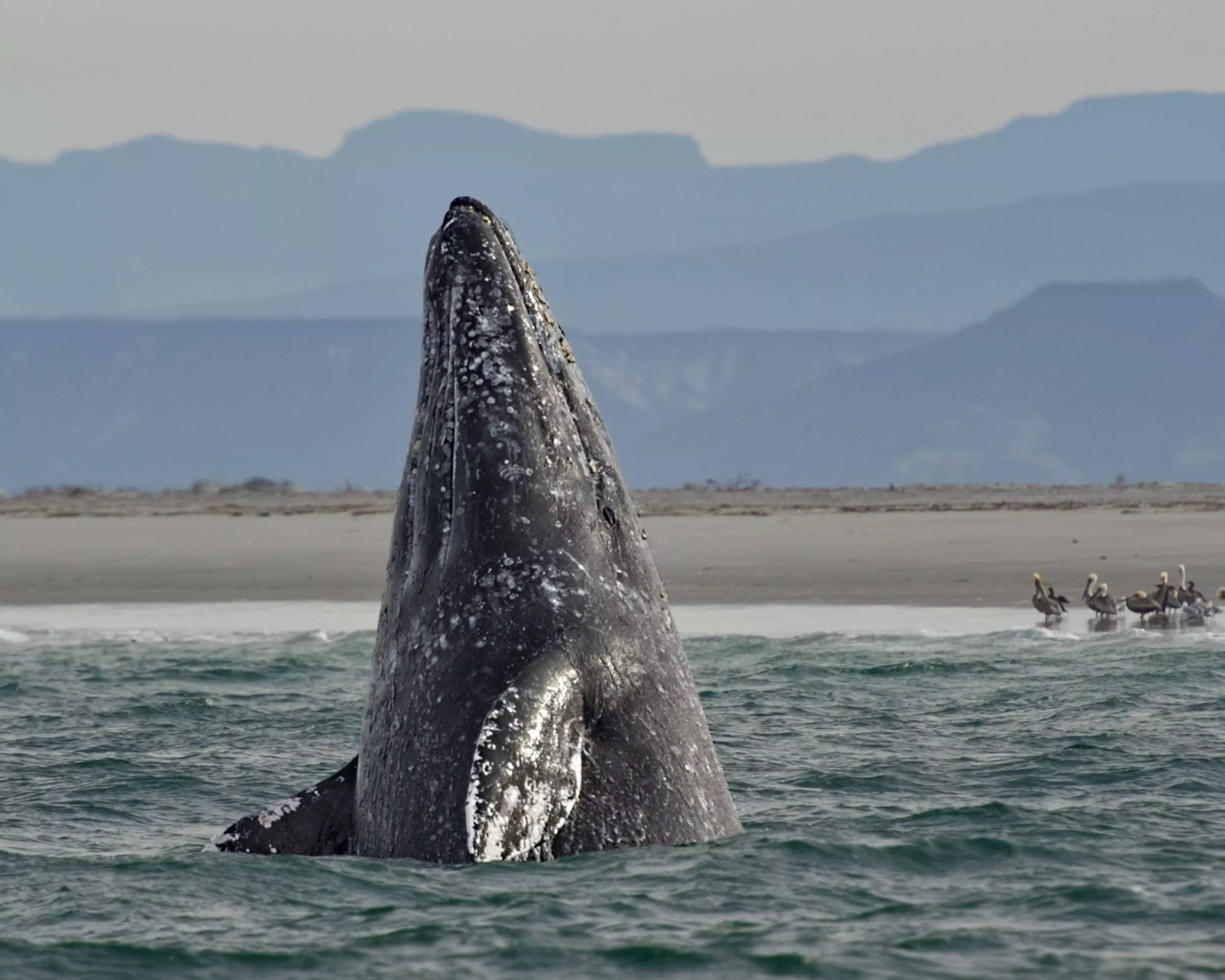 Grey whale ua txhaum cai