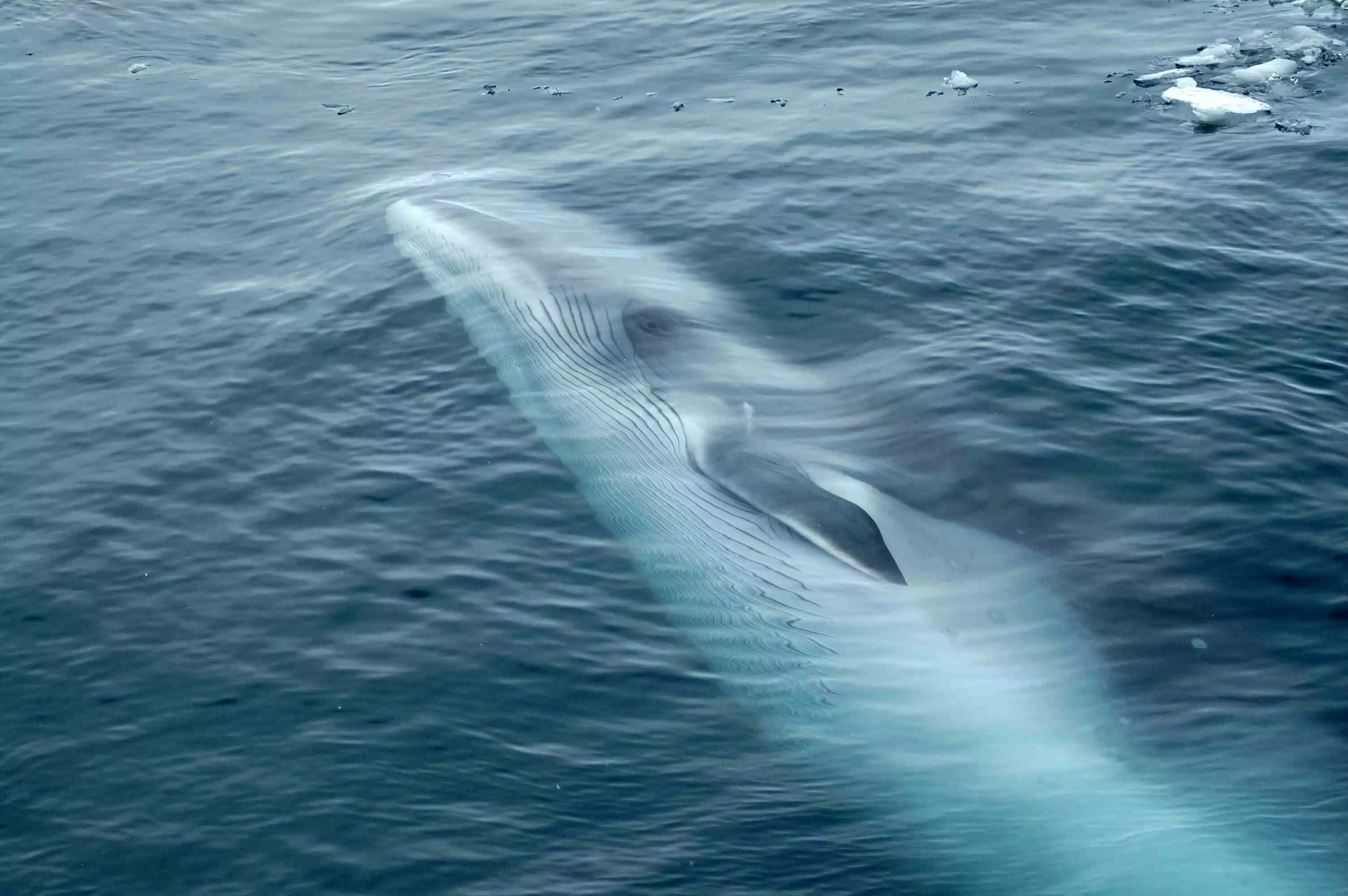 Petit rorqual nageant dans l'océan