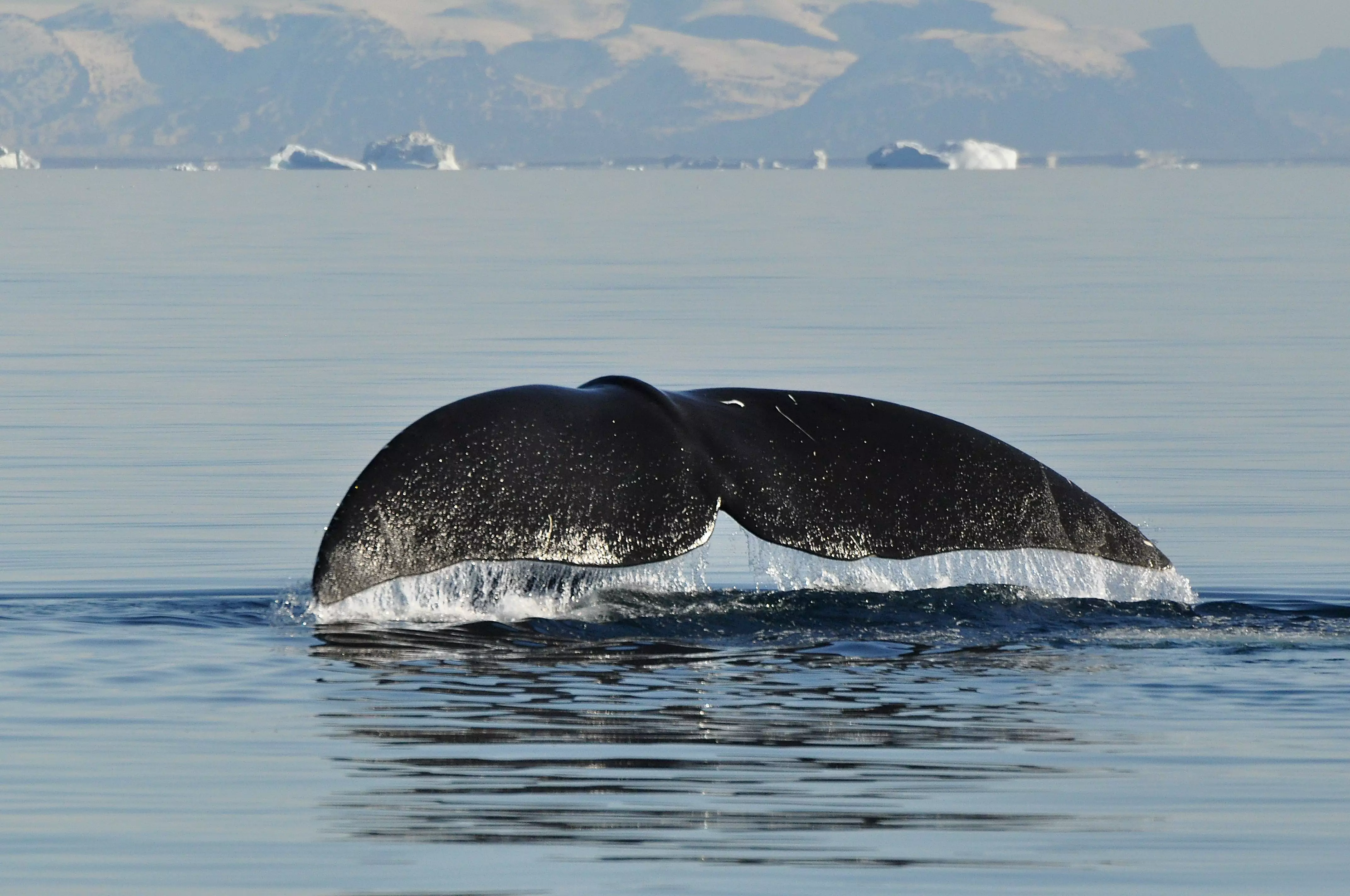 Baleine boréale Balaena mysticetus