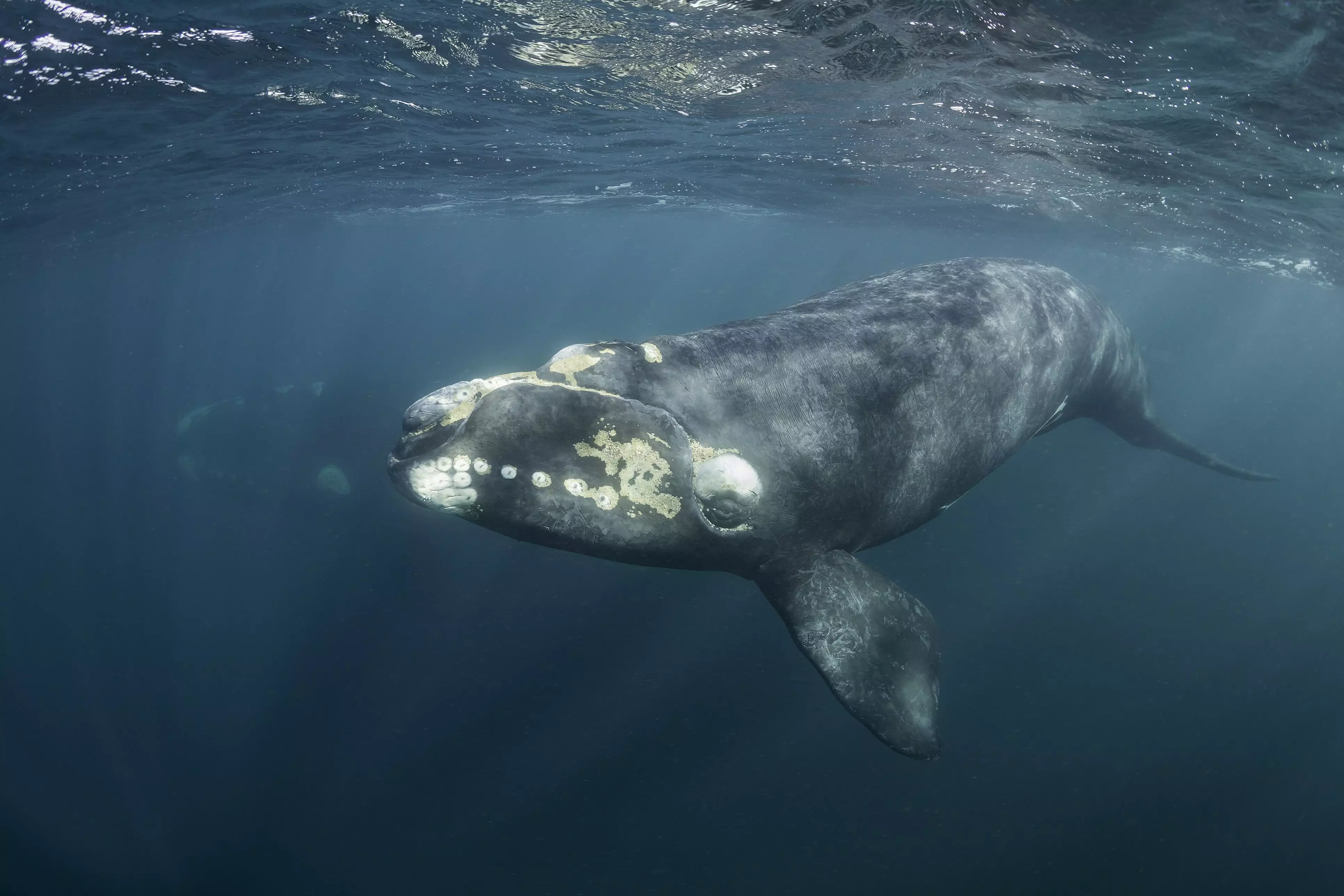 Vue rapprochée d'un curieux veau de baleine franche australe avec sa mère en arrière-plan, Puerto Piramides, Argentine.