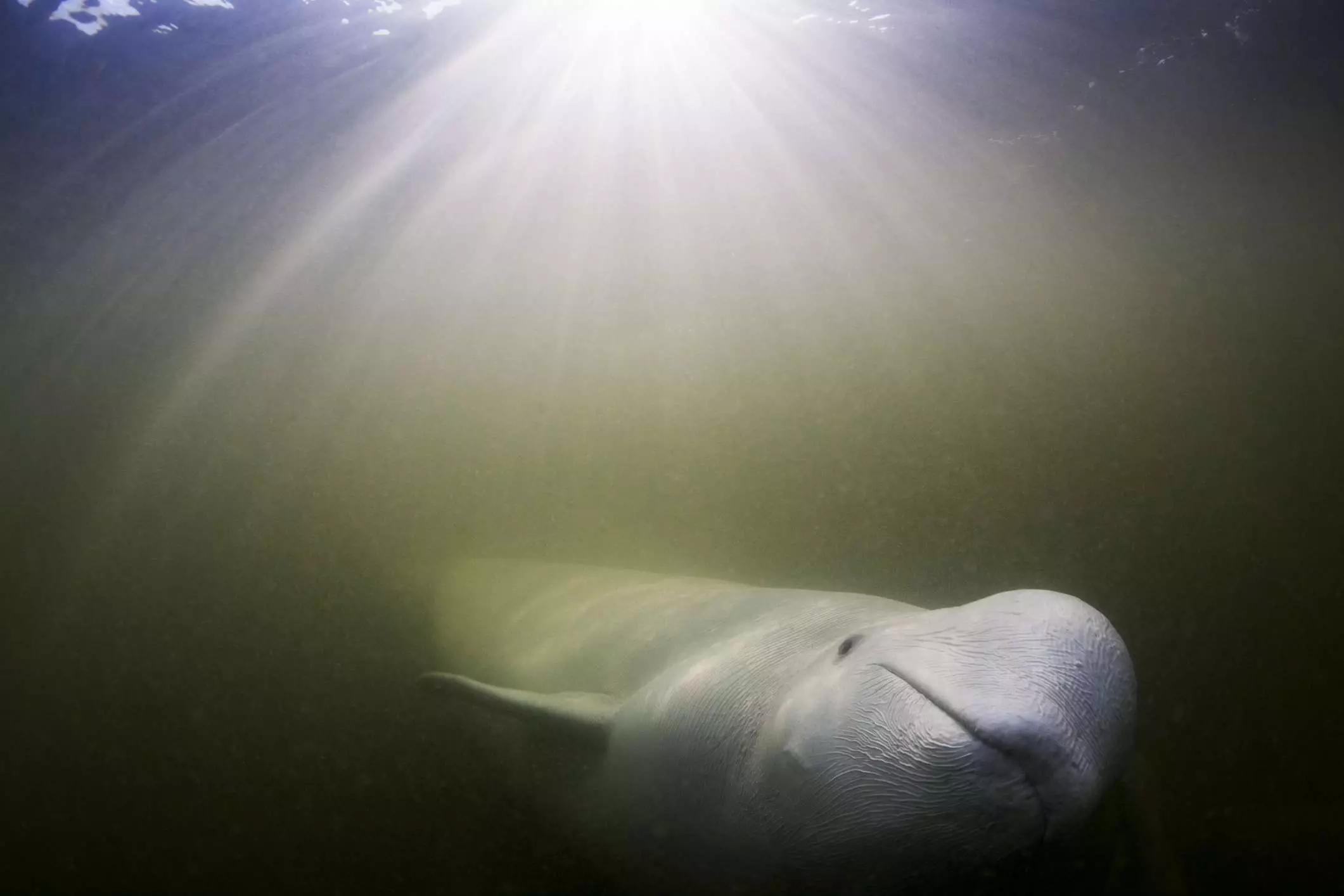Underwater werjefte fan Beluga Whale (Delpinapterus leucas)