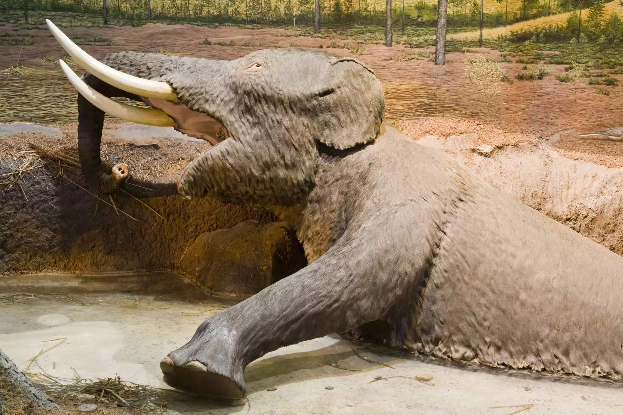 Mastodonte no Museu de História Natural e Ciência