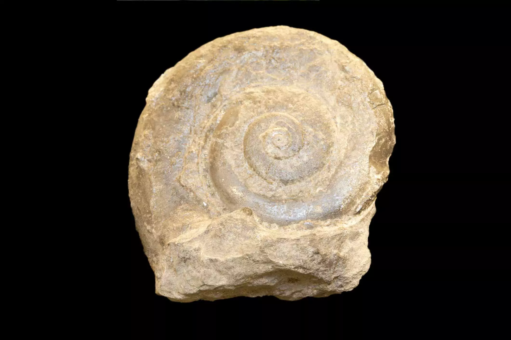 Fosilni gastropodi mekušci (Maclurites), Plattsburg, New York