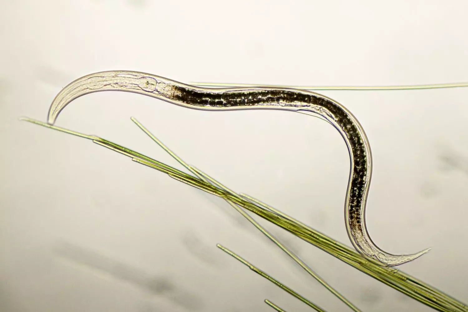 Nematodes mikrogrāfs