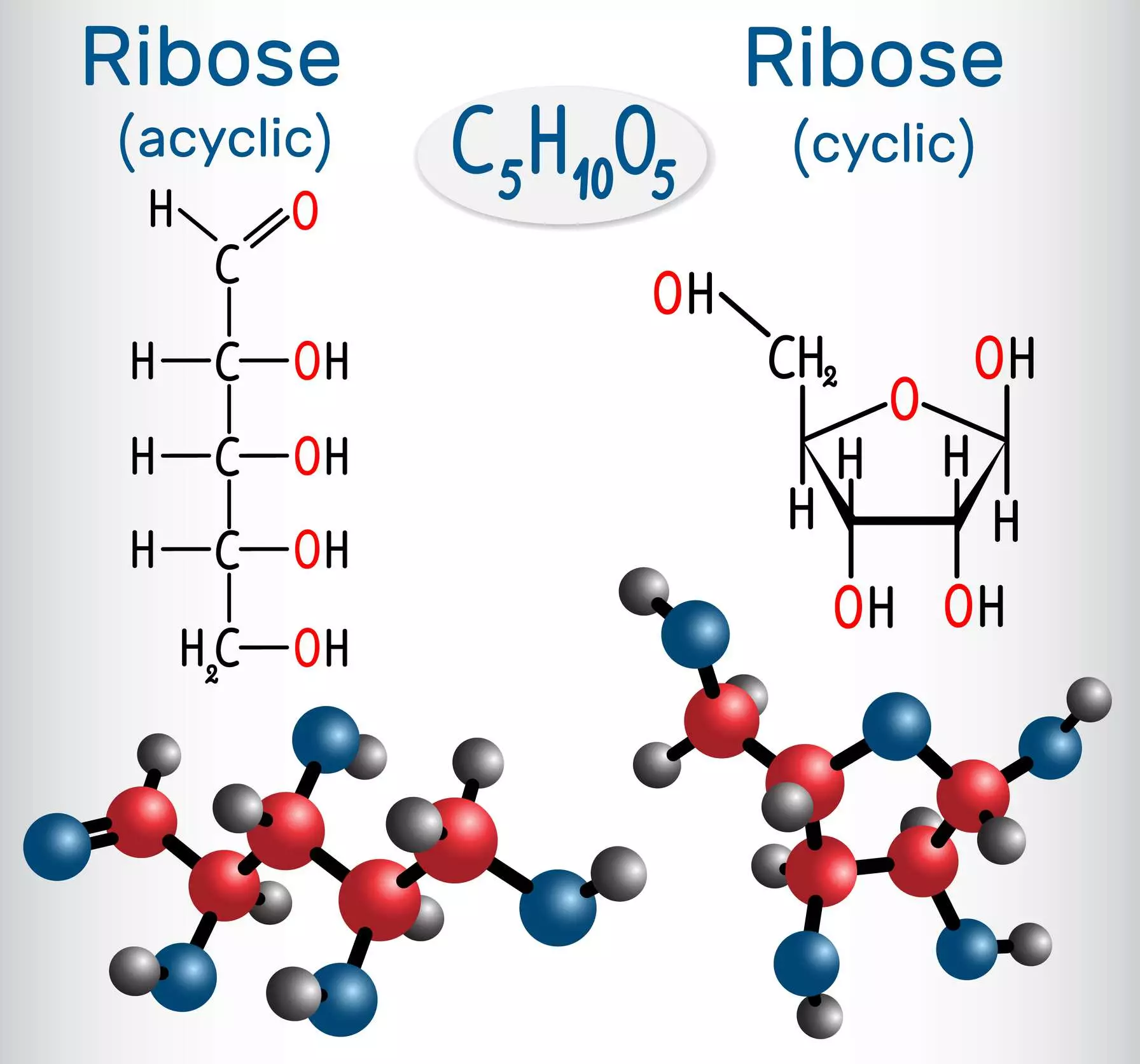 Laini ati awọn ẹya ribose cyclic