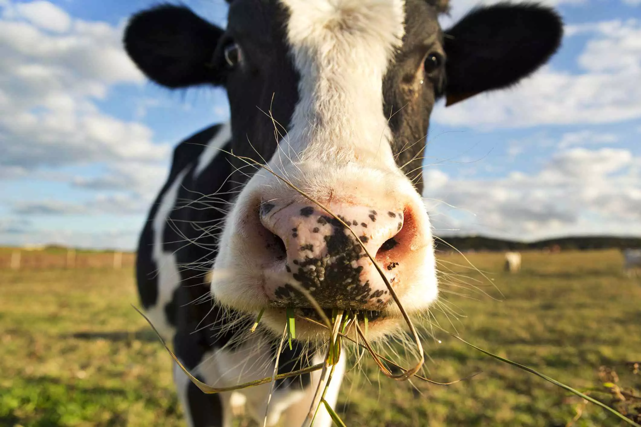 Млечна крава, дъвчеща трева