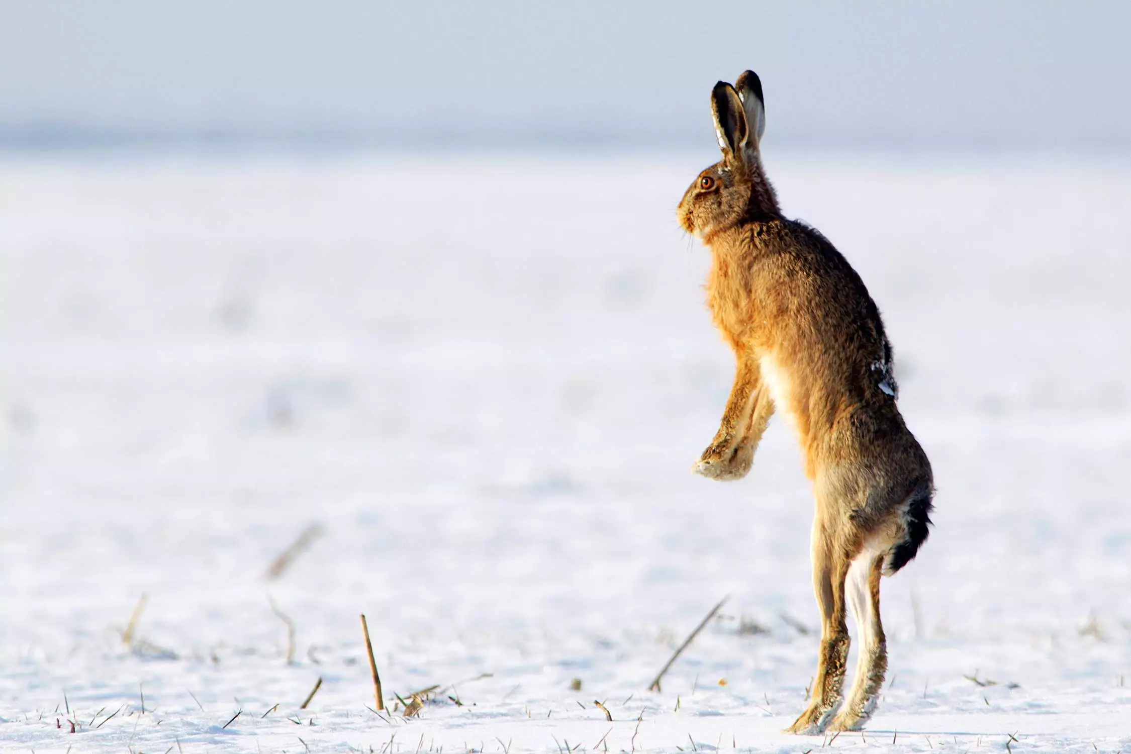 Ysgyfarnog: Lepus europaeu