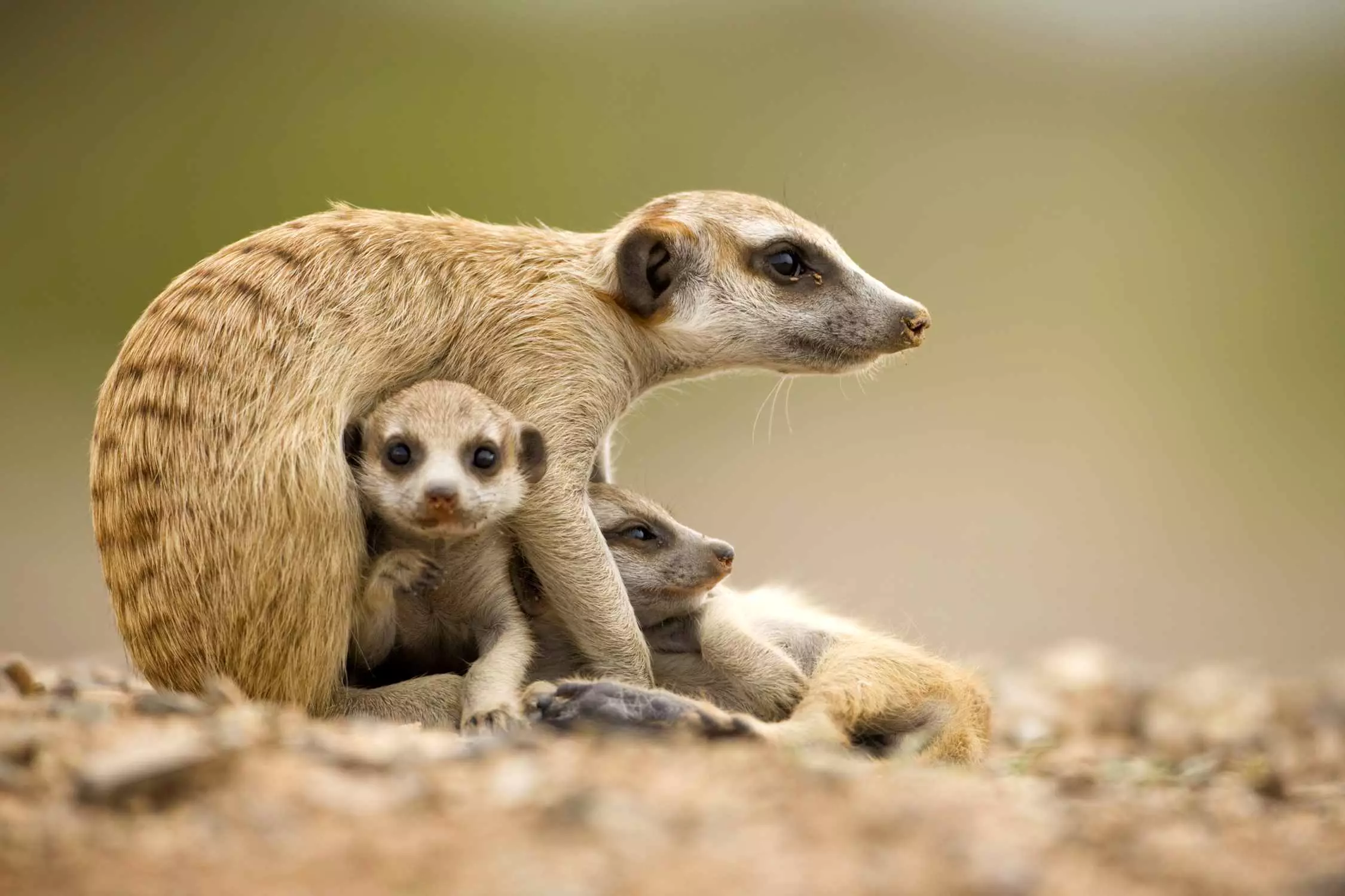 Meerkats: Suricata suricatta