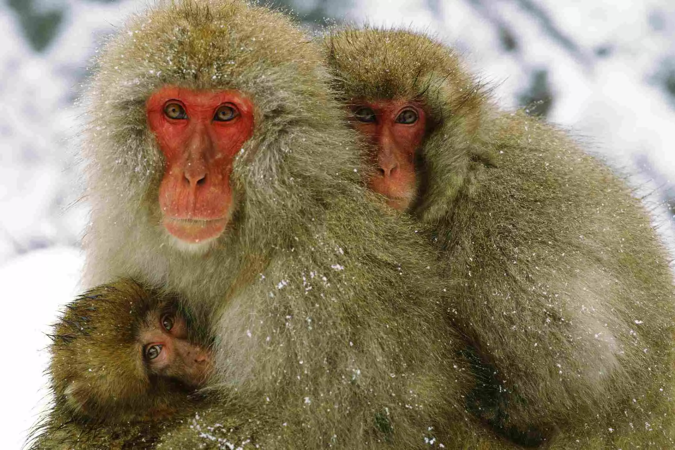 Japoninės makakos: Macaca fuscata