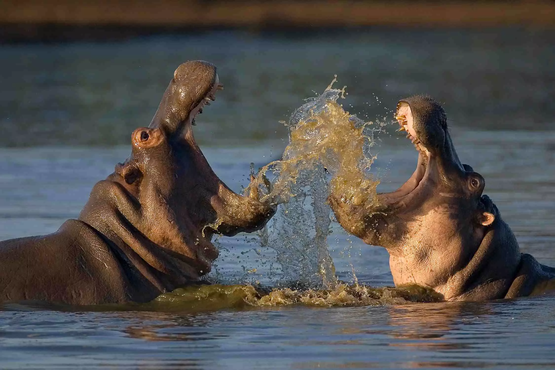 Hipopotamus: Hippopotamus amphibus