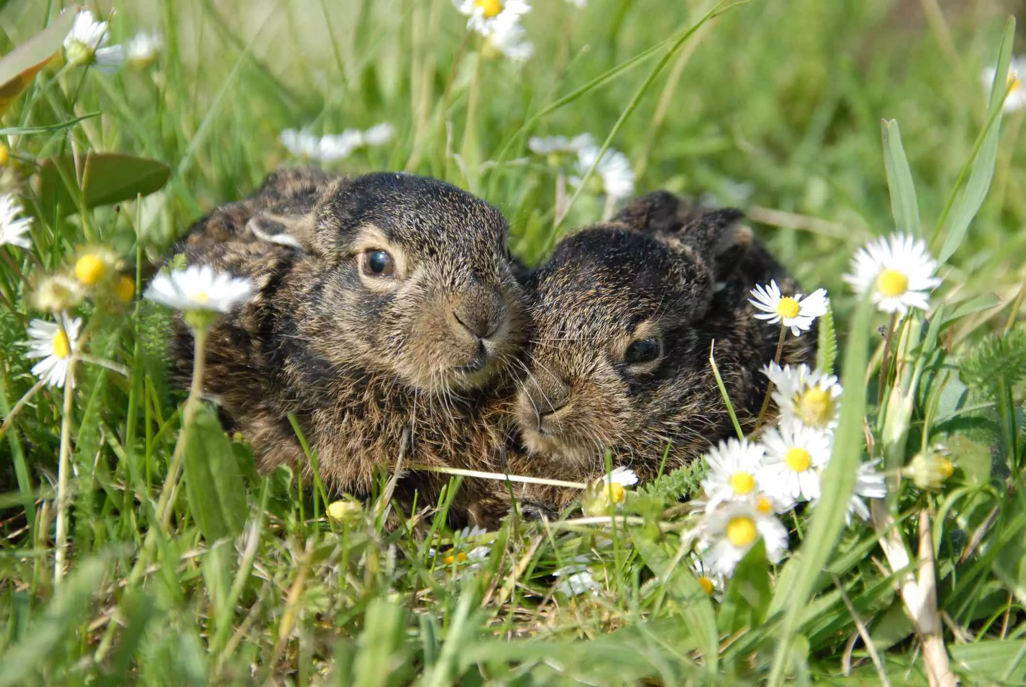 Jonk schwaarz-tailed jackrabbits