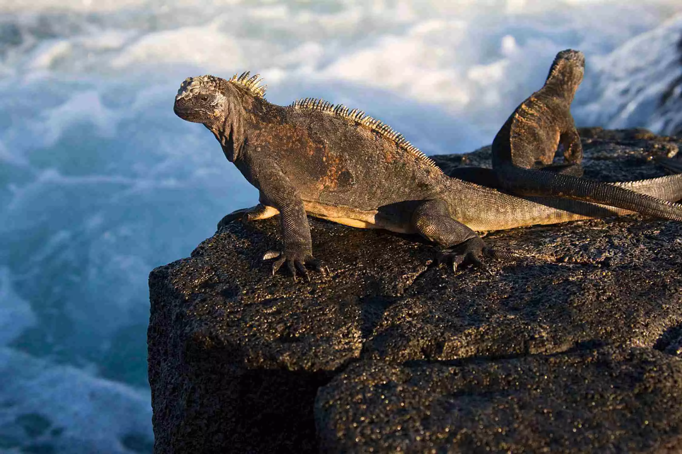سمندري iguana - Amblyrhynchus cristatus
