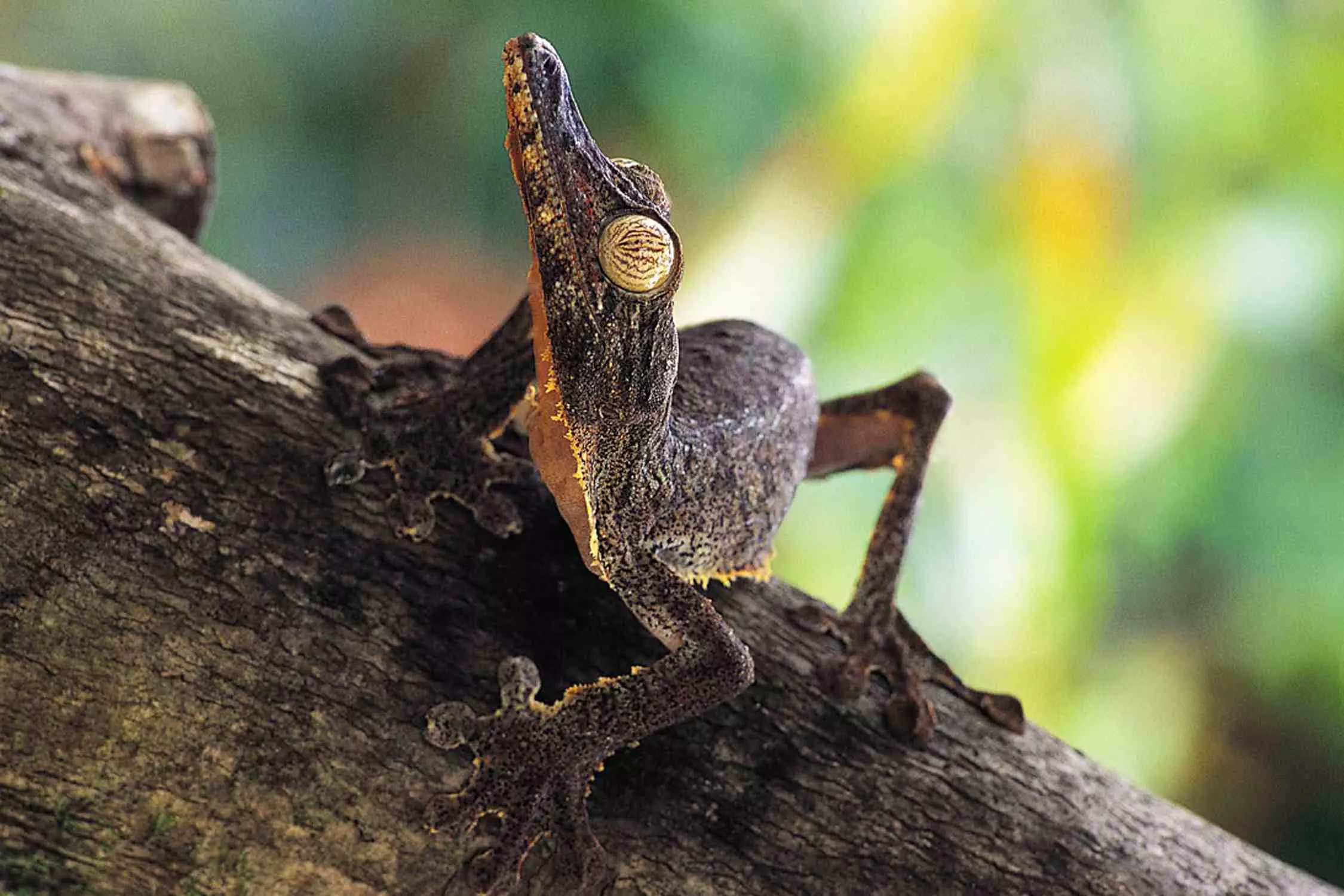 Gecko កន្ទុយស្លឹក - Uroplatus fimbriatus