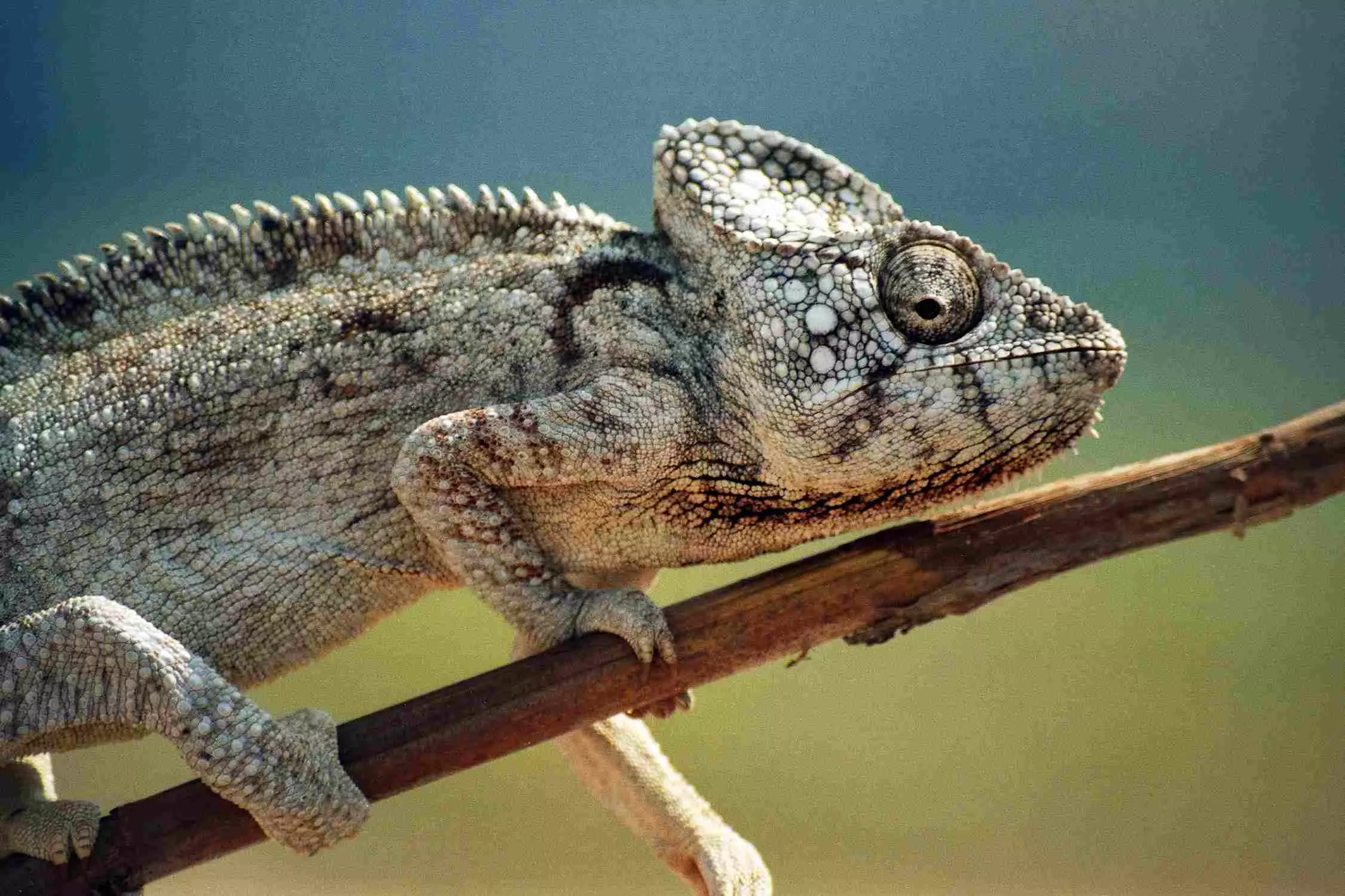 Kameleono - Chamaeleonidae