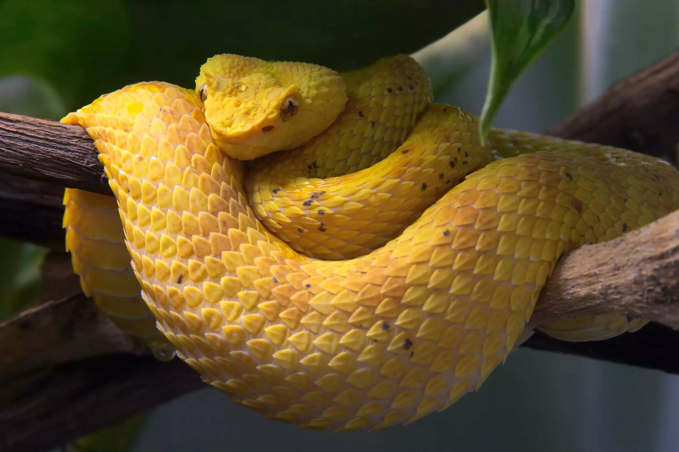 Řasová zmije - Bothriechis schlegelii