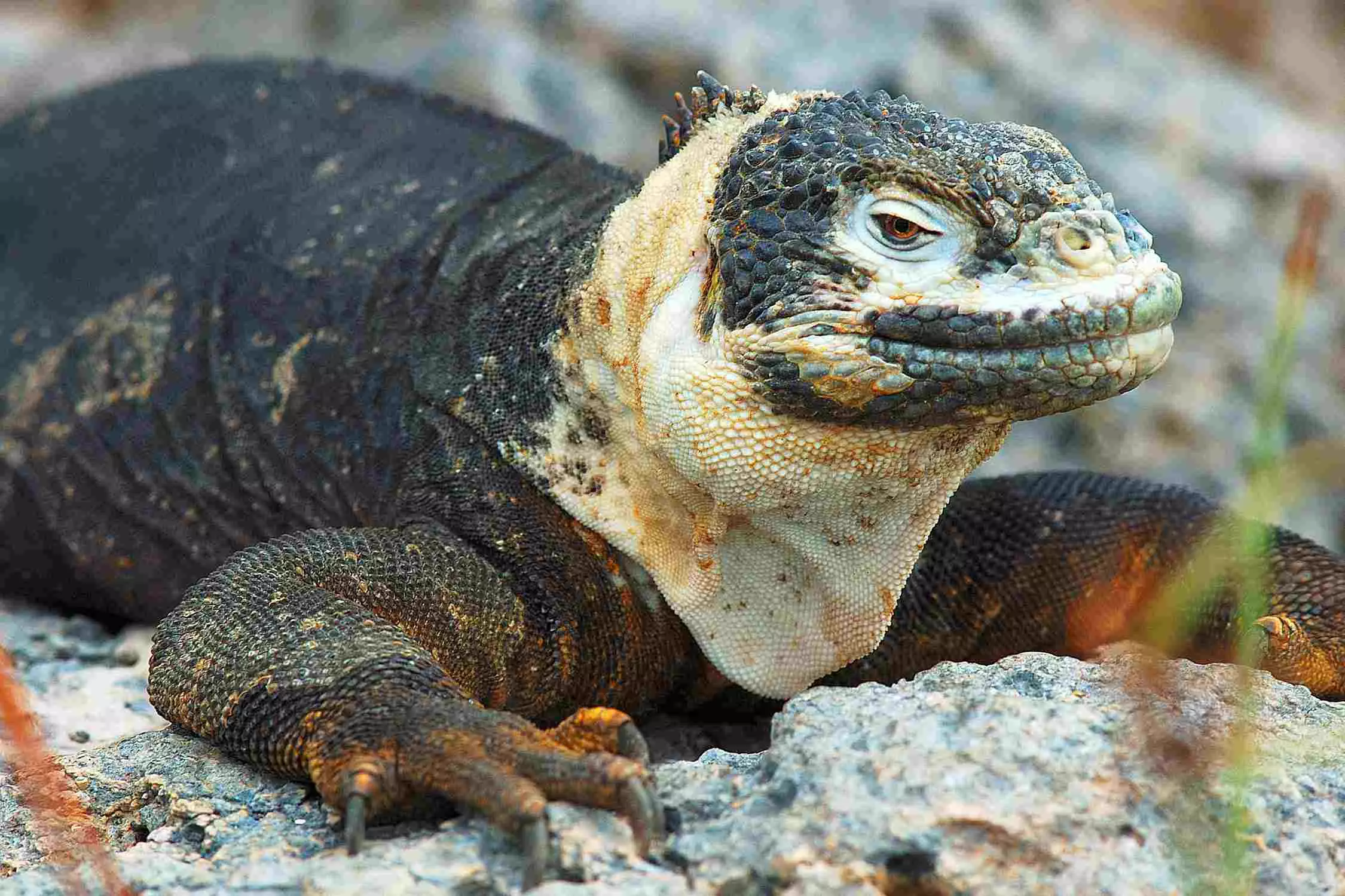 Galapagos ដី Iguana - Conolophus subcristatus