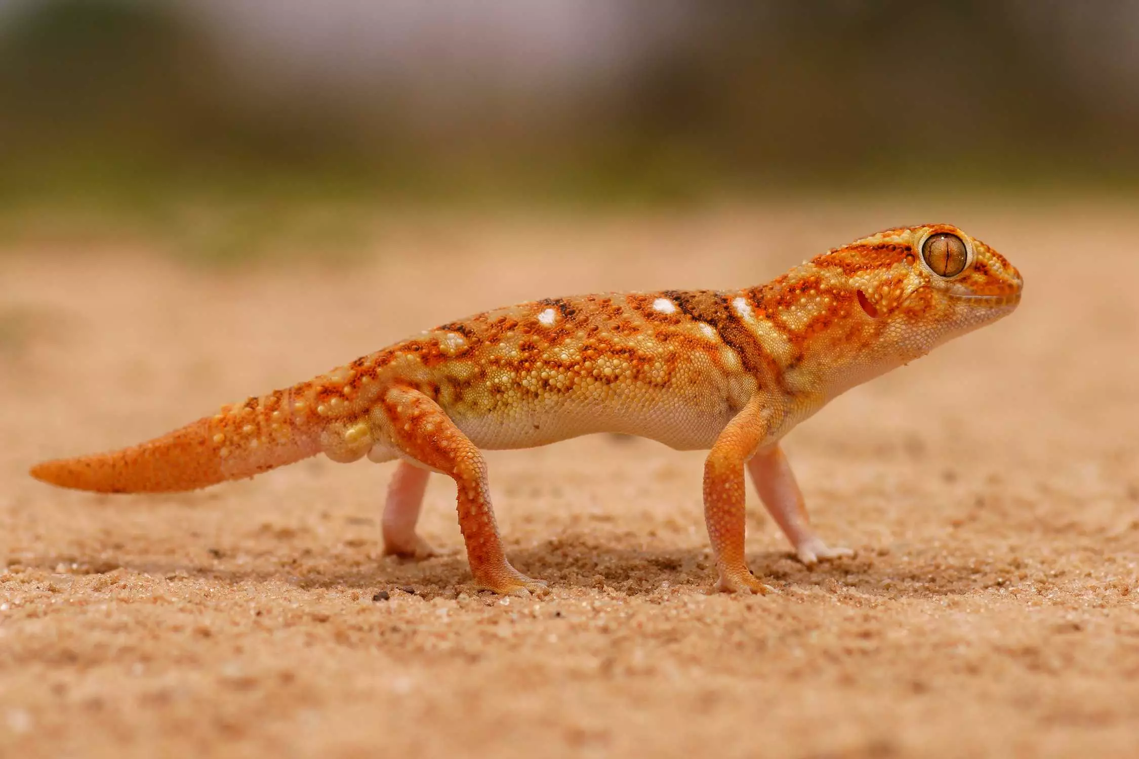 Gecko e kholo ea fatše - Chondrodactylus angulifer
