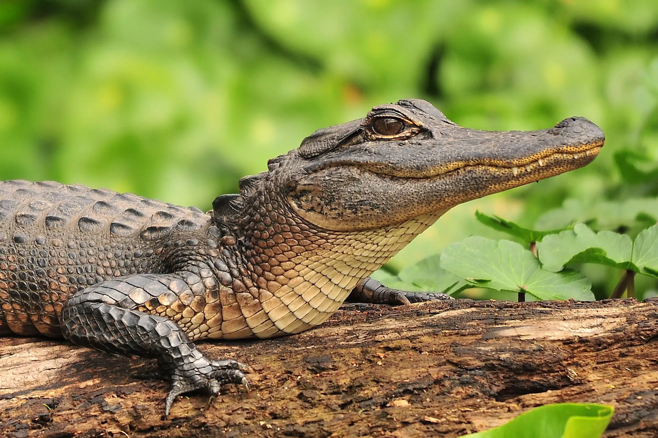 Amerika aligatoro - Alligator mississippiensis