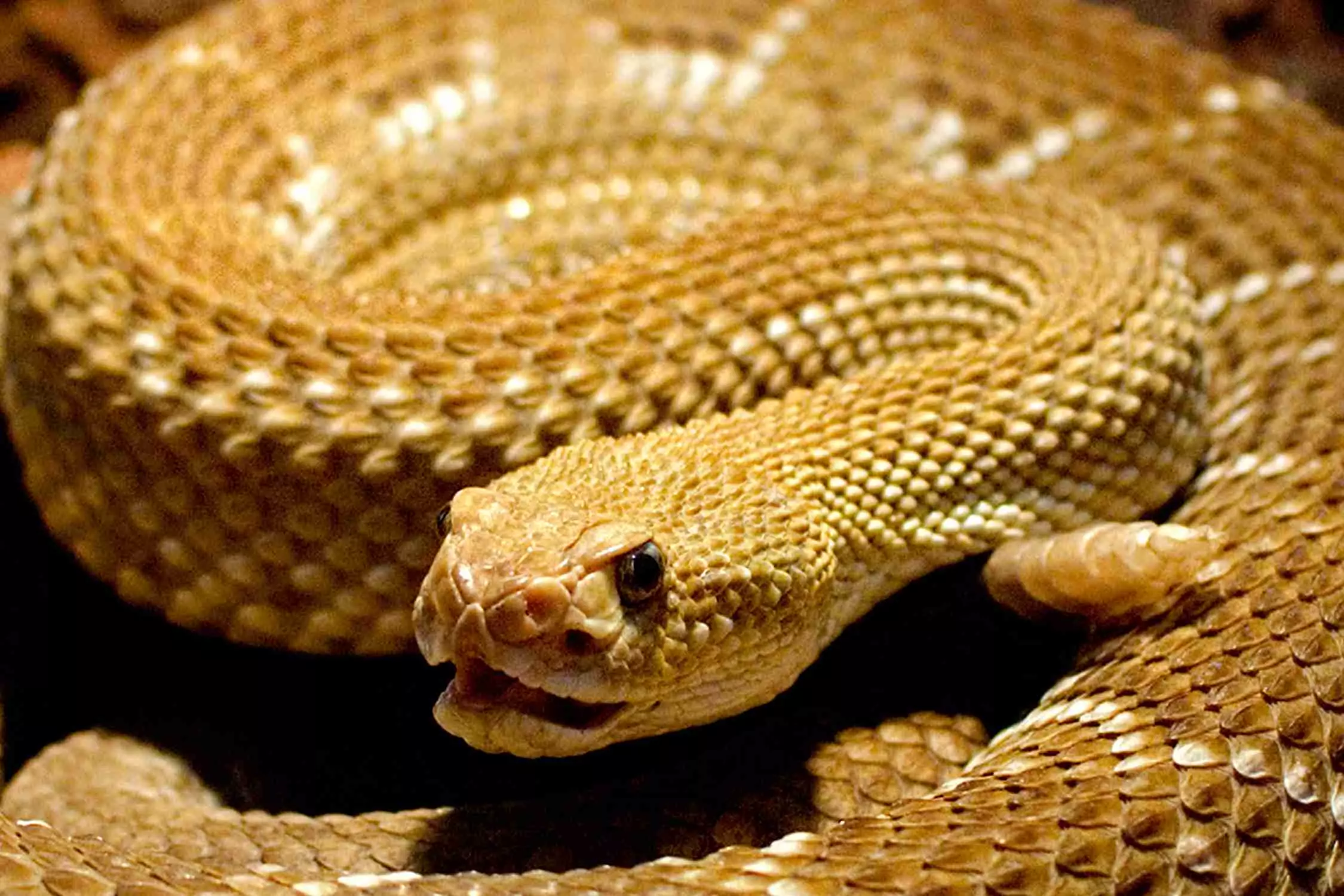 Rattlesnake - Crotalus او Sistrurus