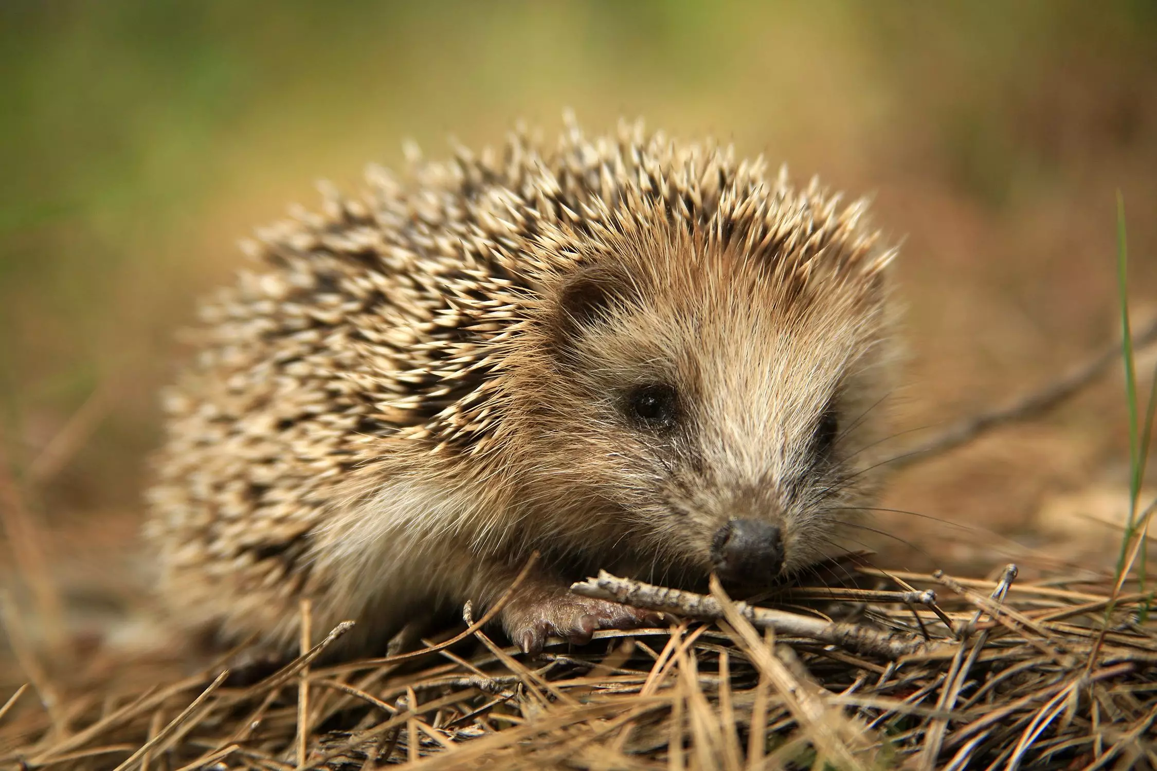 Hedgehog Facts