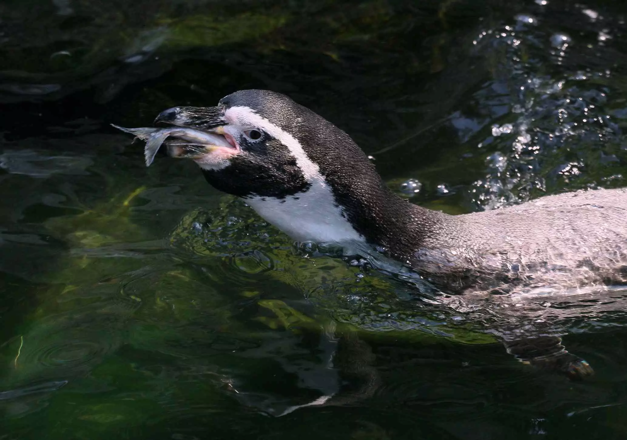 پینگوئن مچھلی کھا رہا ہے۔
