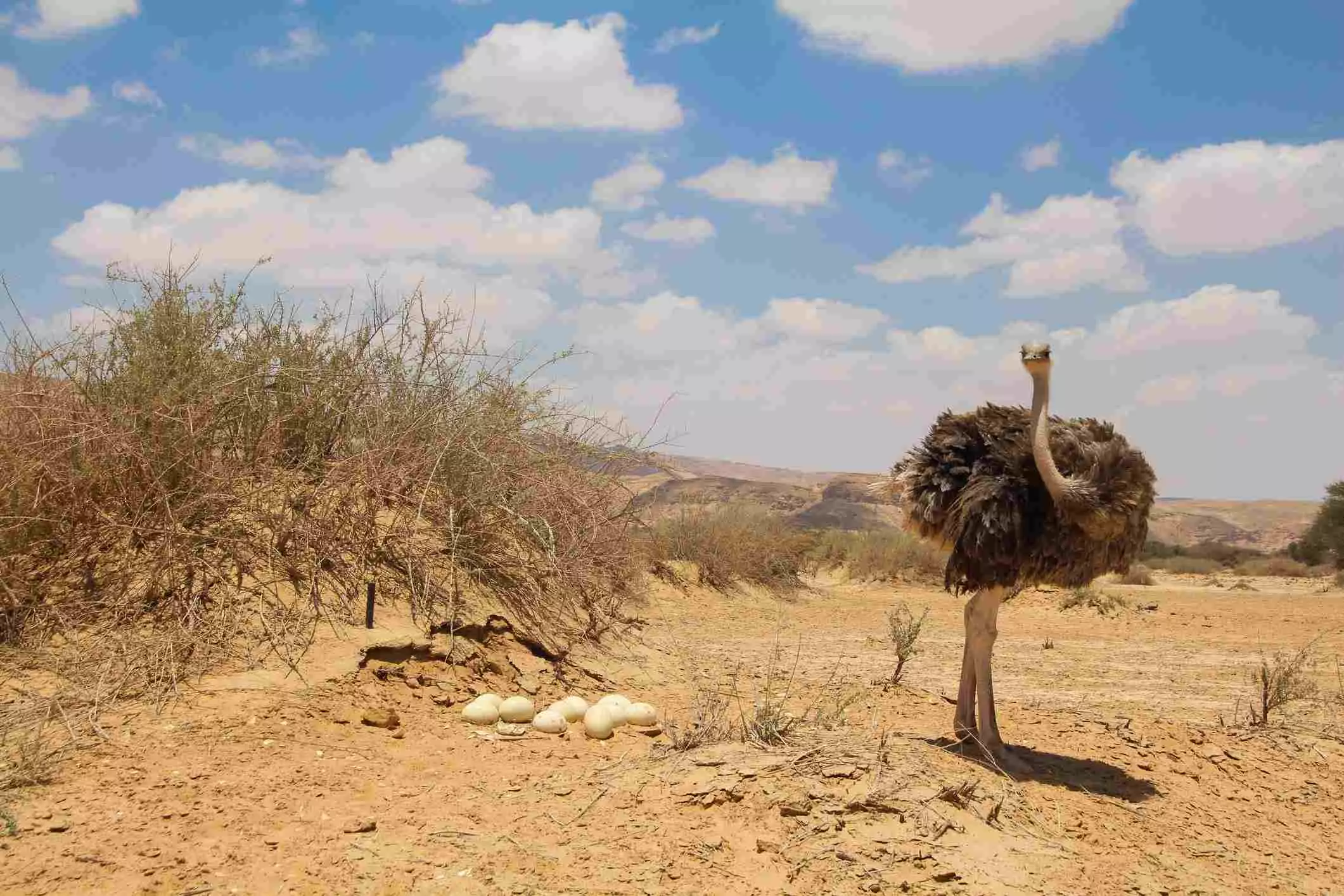 ווייַבלעך אָסטריטש וואַטשינג איר נעסט מיט עגגס