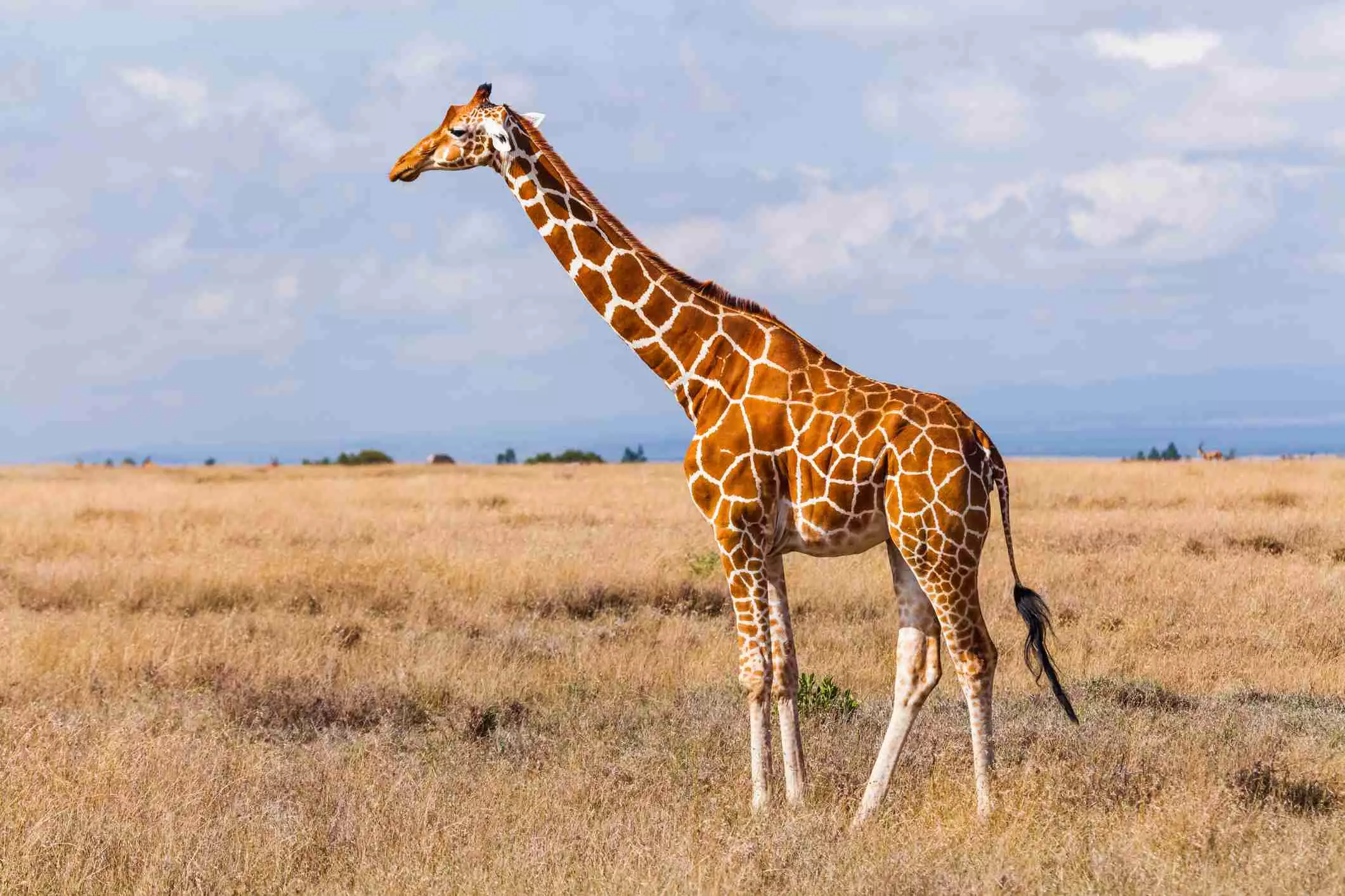 En giraff på savannen, Kenya