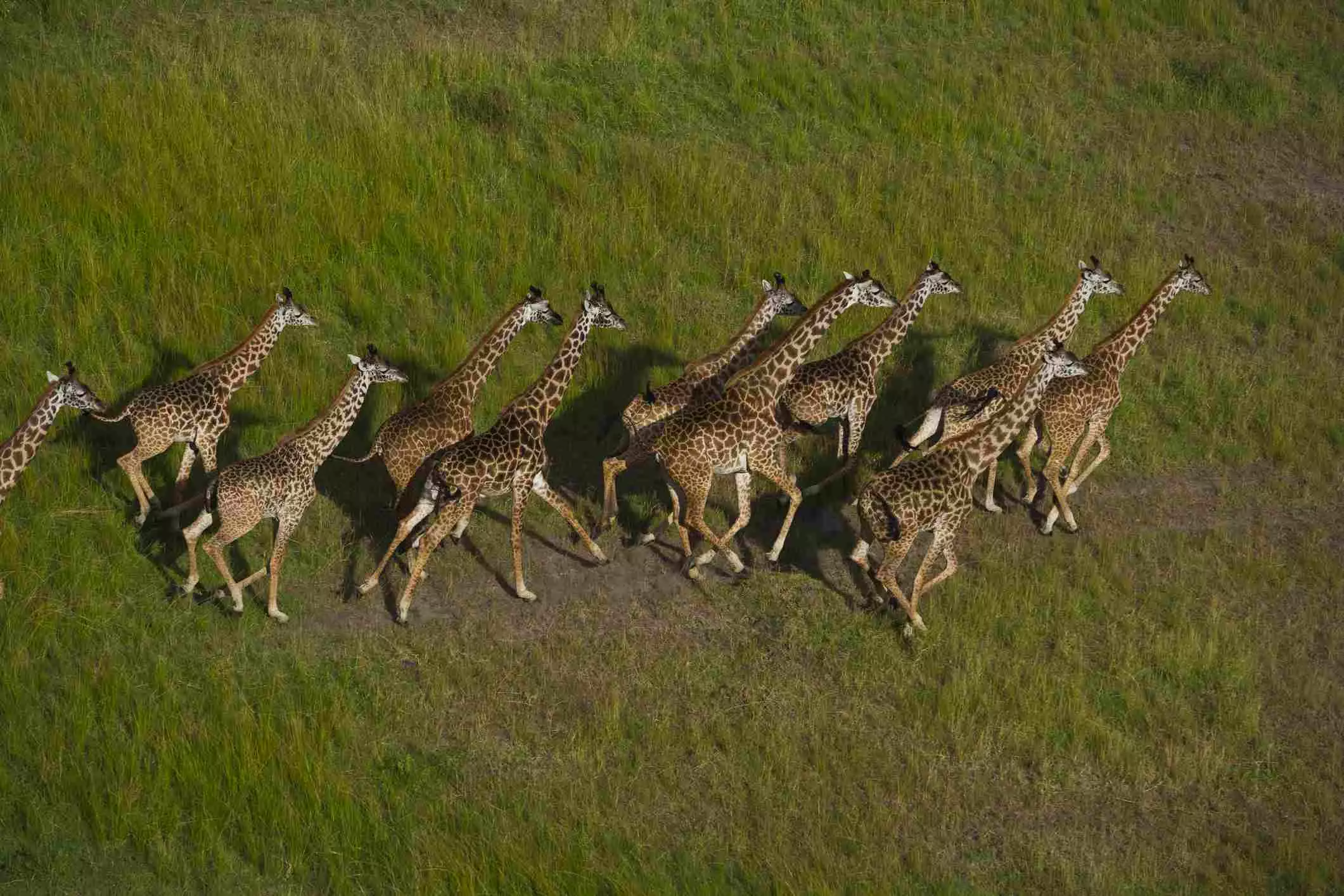 Zürafələr, Masai Mara Milli Qoruğu, Keniya (1°15' S, 35°15' E).
