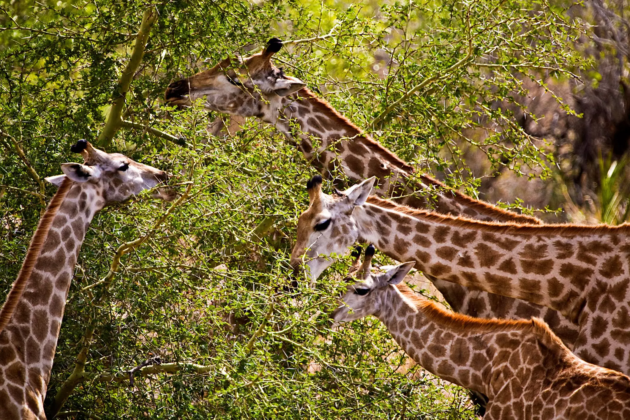 4 grazing giraffes