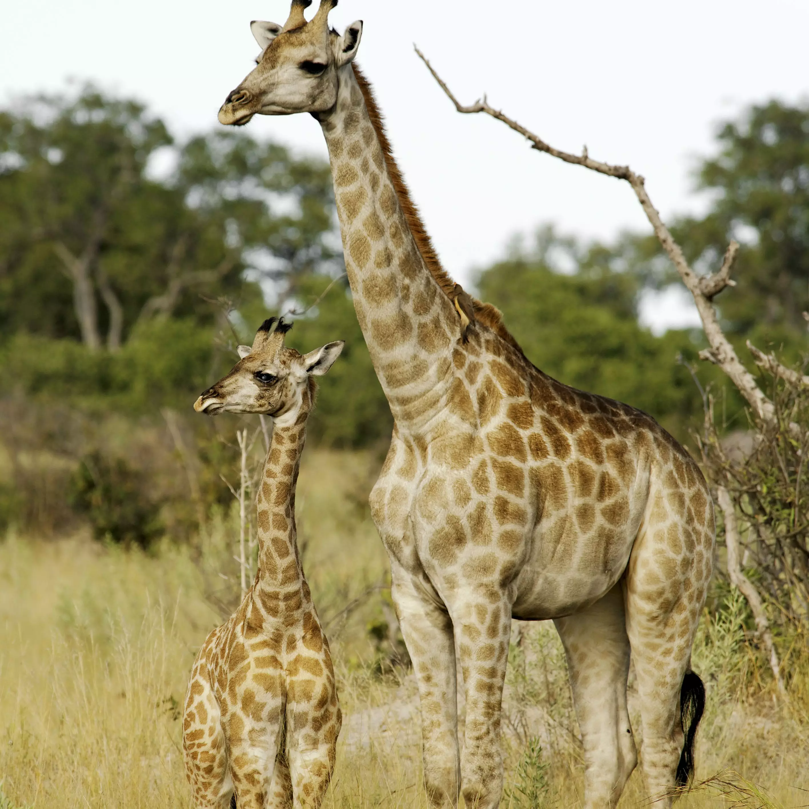 Iya giraffe ati ọmọ malu rẹ, Okavango Delta, Botswana