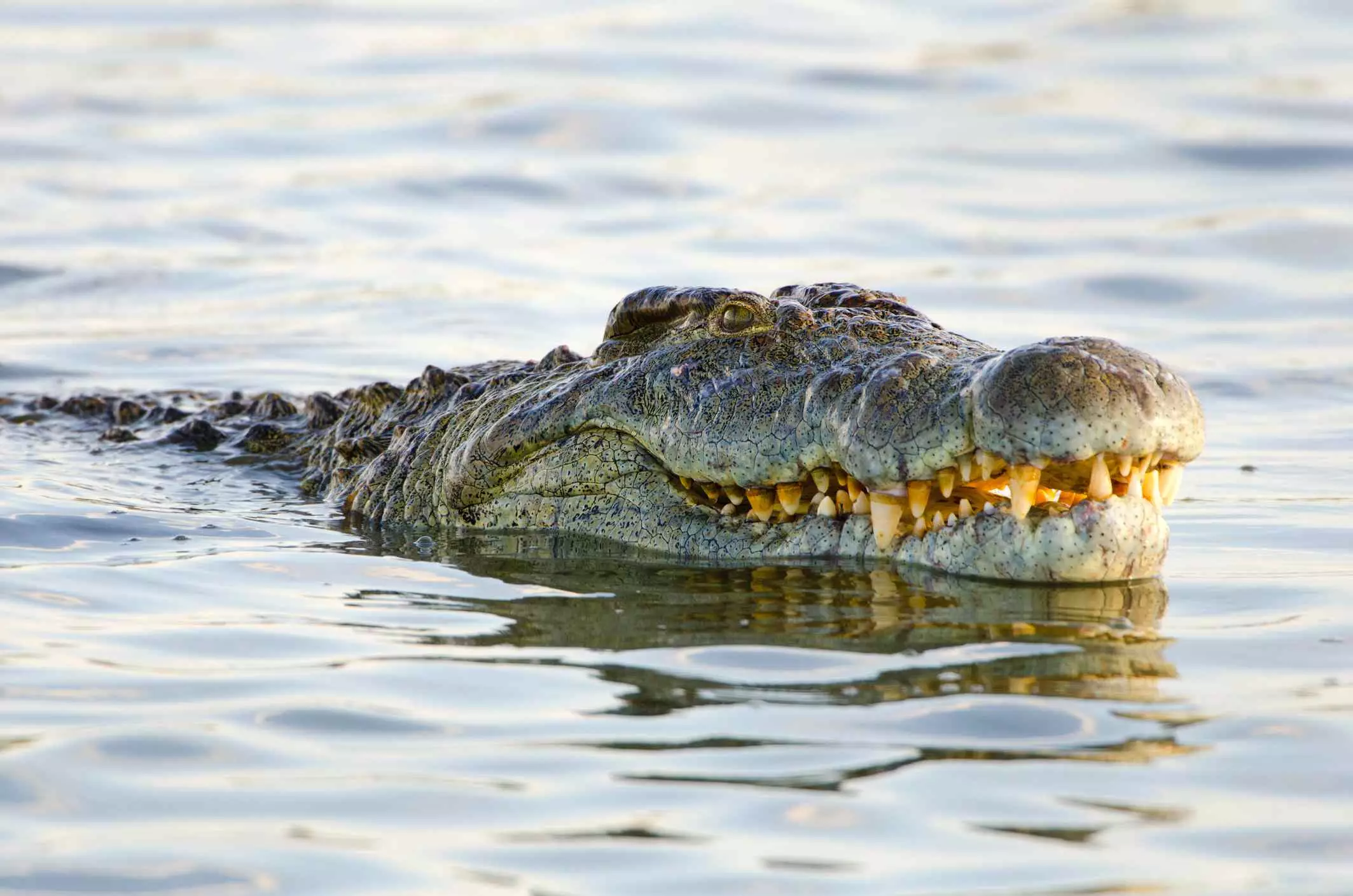Nilski krokodil. Nacionalni park Kruger. Južna Afrika