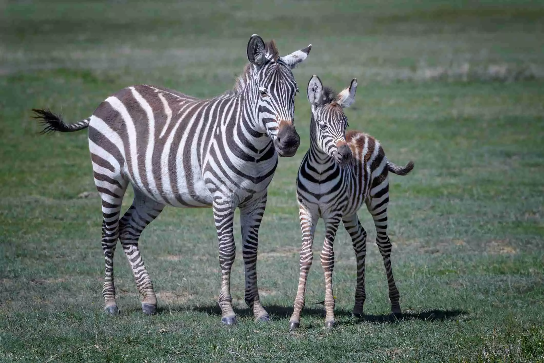 जेब्रा आमा र बच्चा Ngorongoro क्रेटर, तान्जानिया, पूर्वी अफ्रिकामा