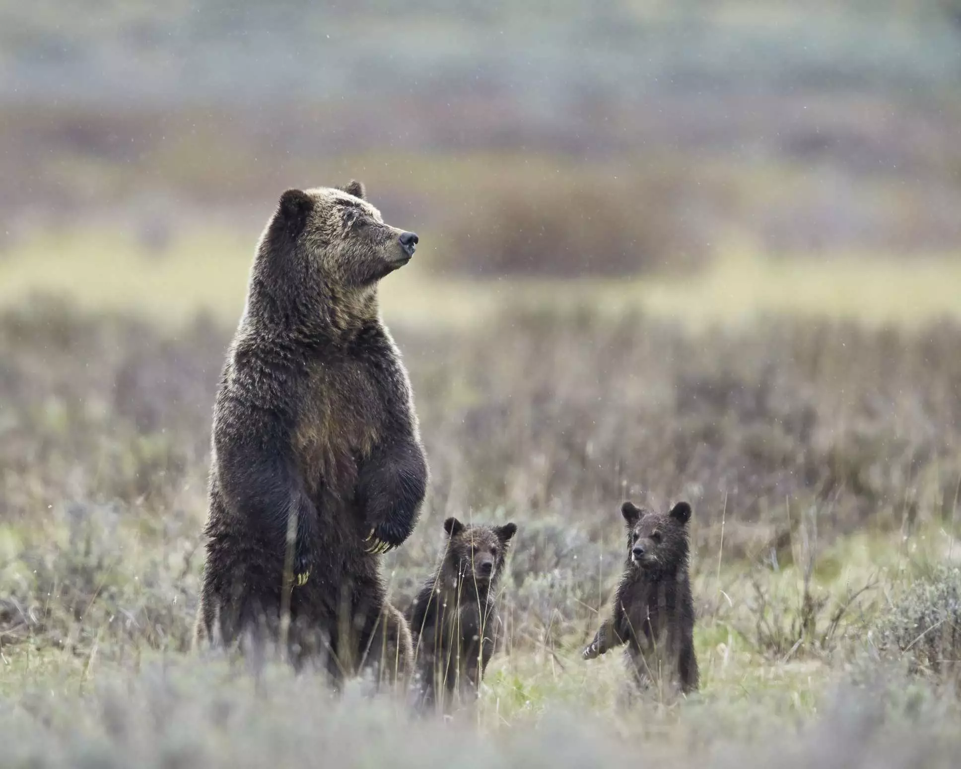 Grizzly agbateru (Ursus arctos horribilis) gbìn ati awọn ọmọ meji ti ọdun gbogbo wọn duro lori ẹsẹ ẹhin wọn, Egan Orilẹ-ede Yellowstone, Wyoming