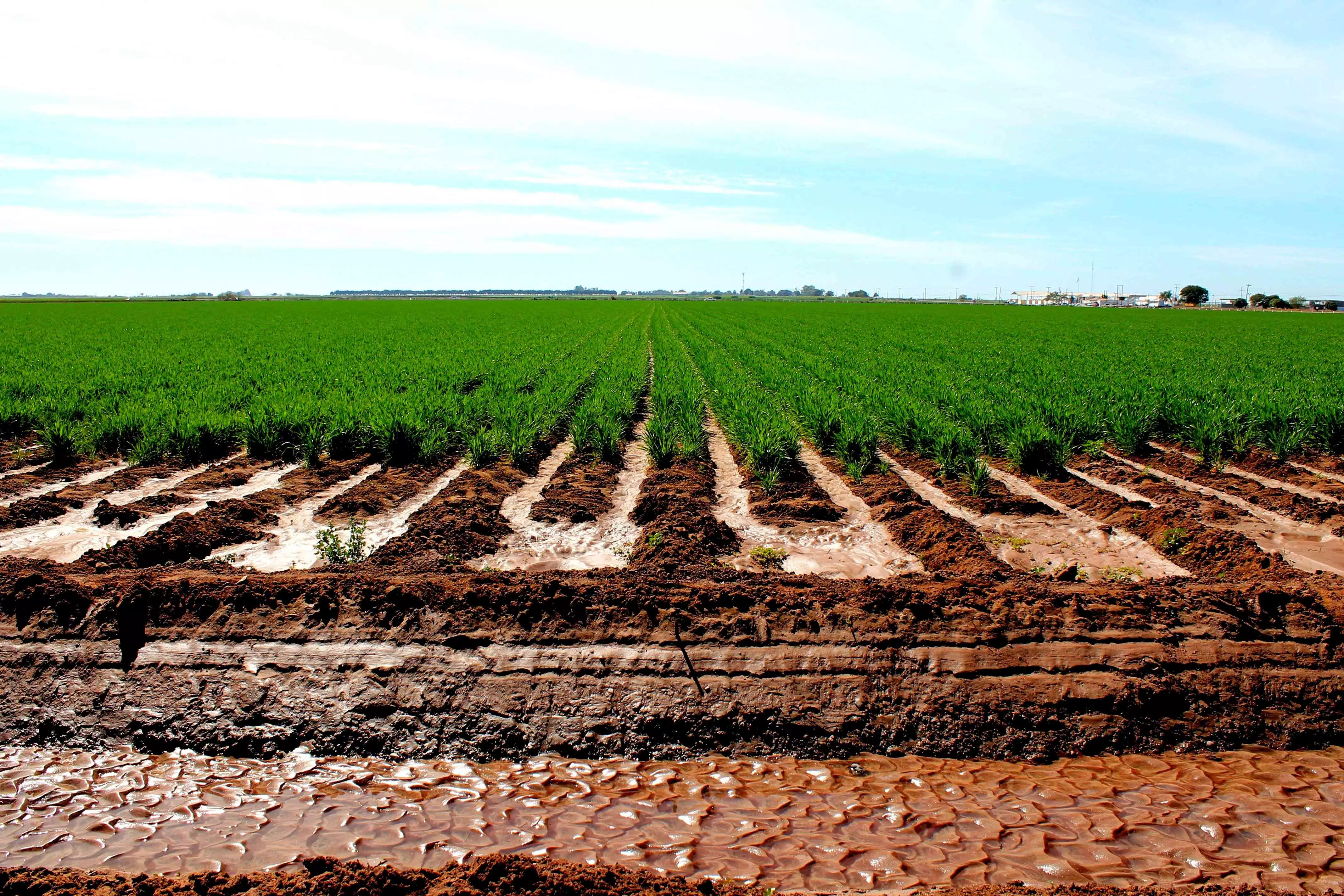 I campi di grano irrigati in Messico utilizzano tecniche di migliaia di anni fa in Asia
