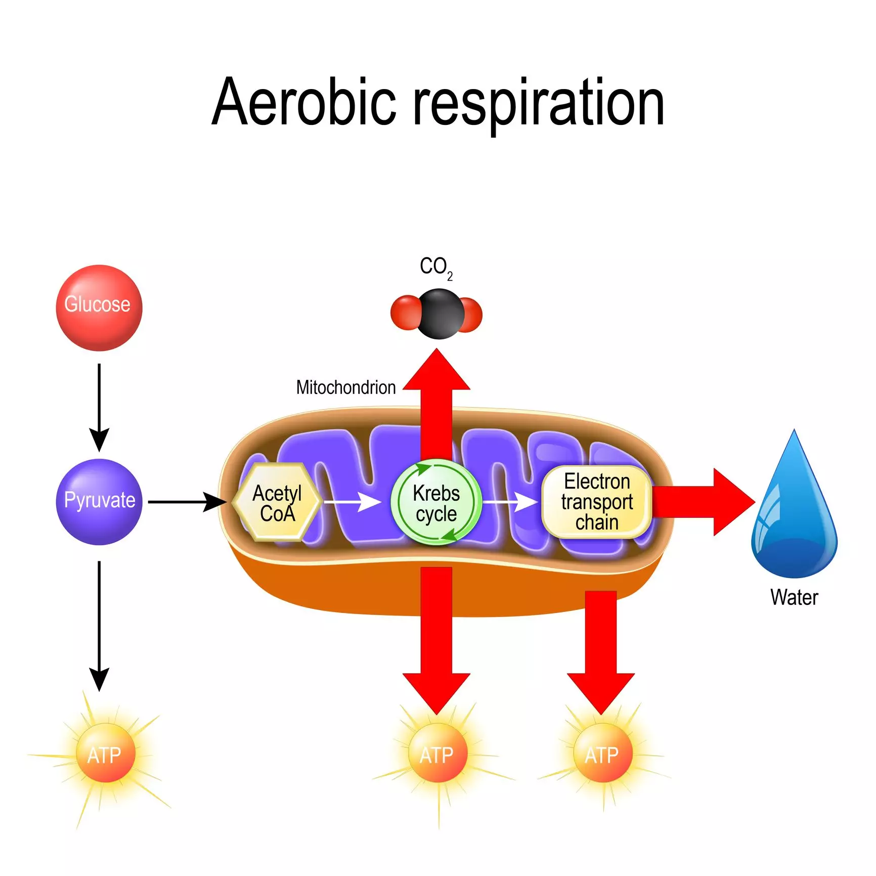 Aerobic cellular respiration