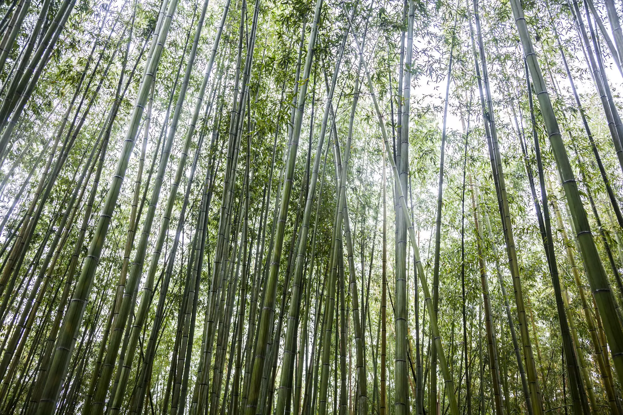 Roli i bambusë në kulturën japoneze