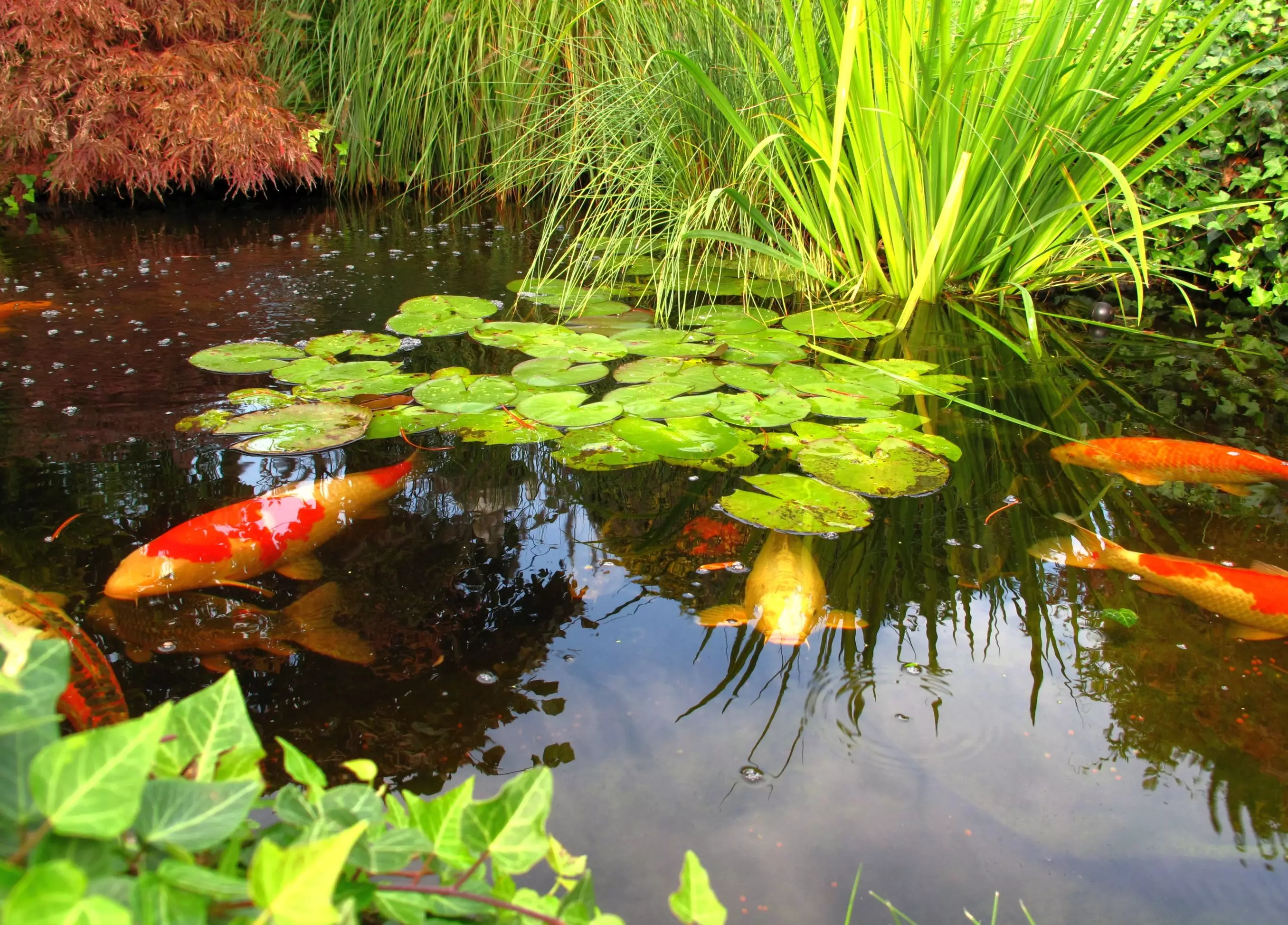 Proverbes de poisson japonais célèbres