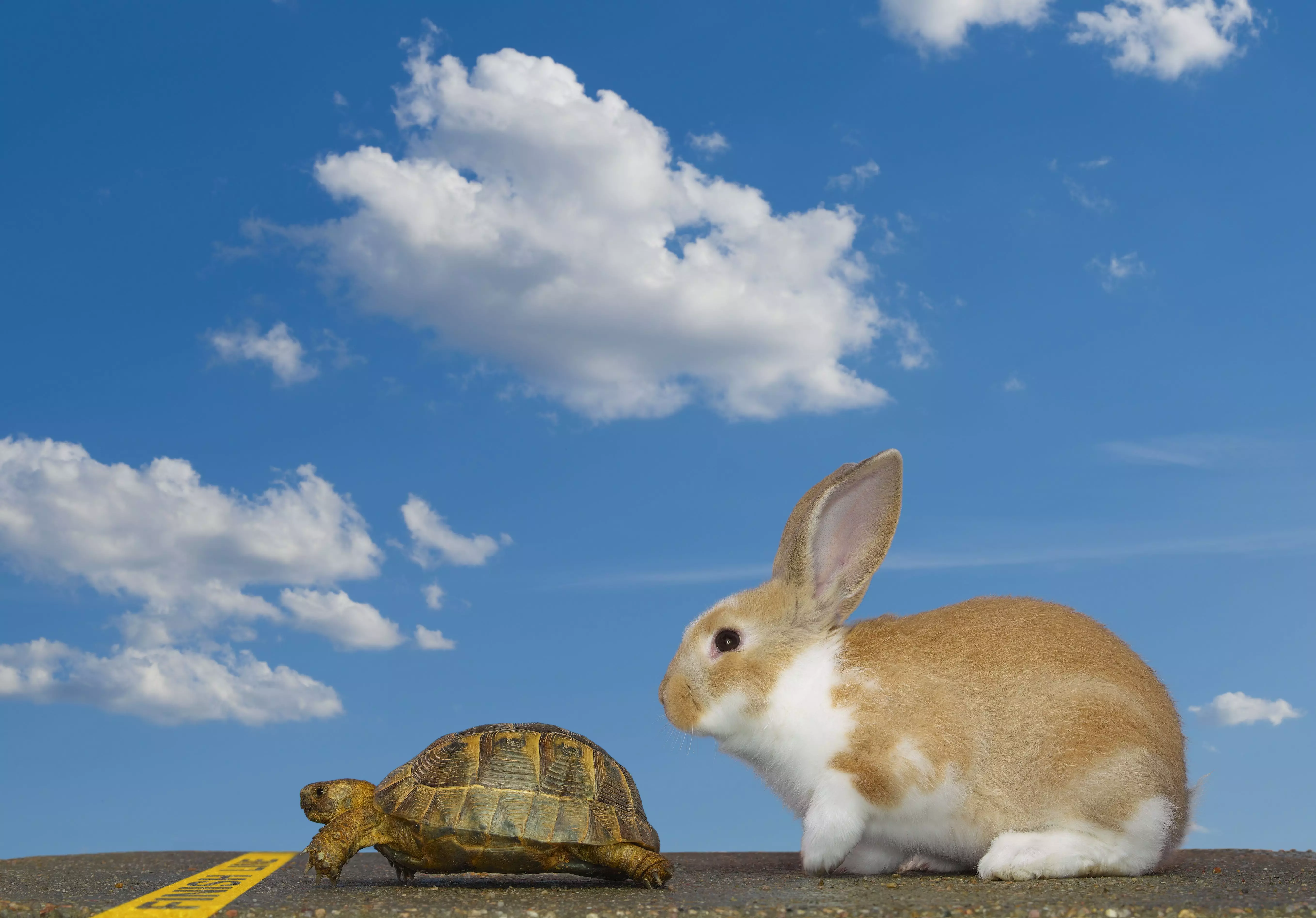 Nếu con thỏ mãi mãi giảm được một nửa khoảng cách với con rùa thì con rùa sẽ thắng cuộc đua.