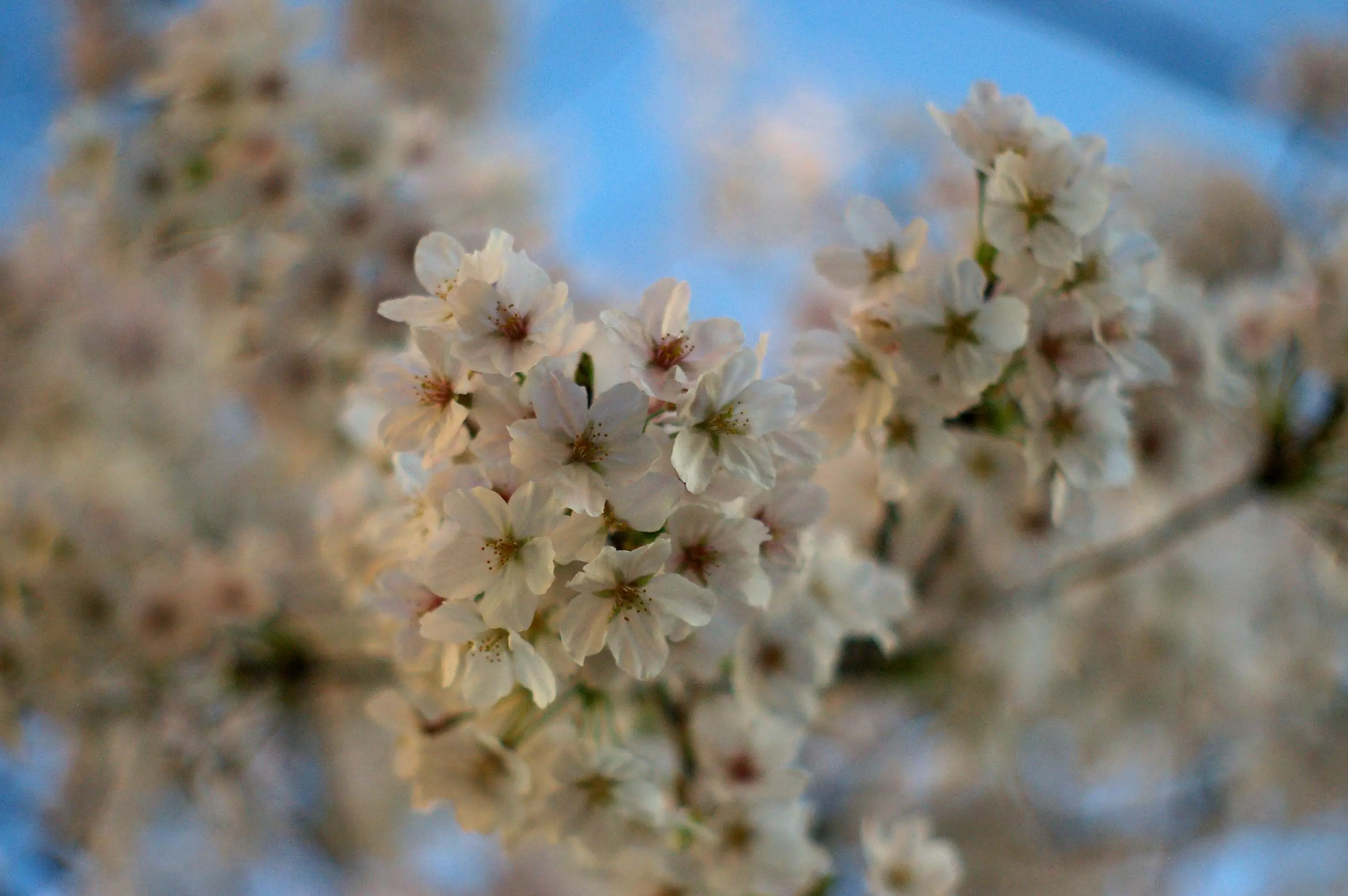 Beziehungen zur Natur: Kirschblüte