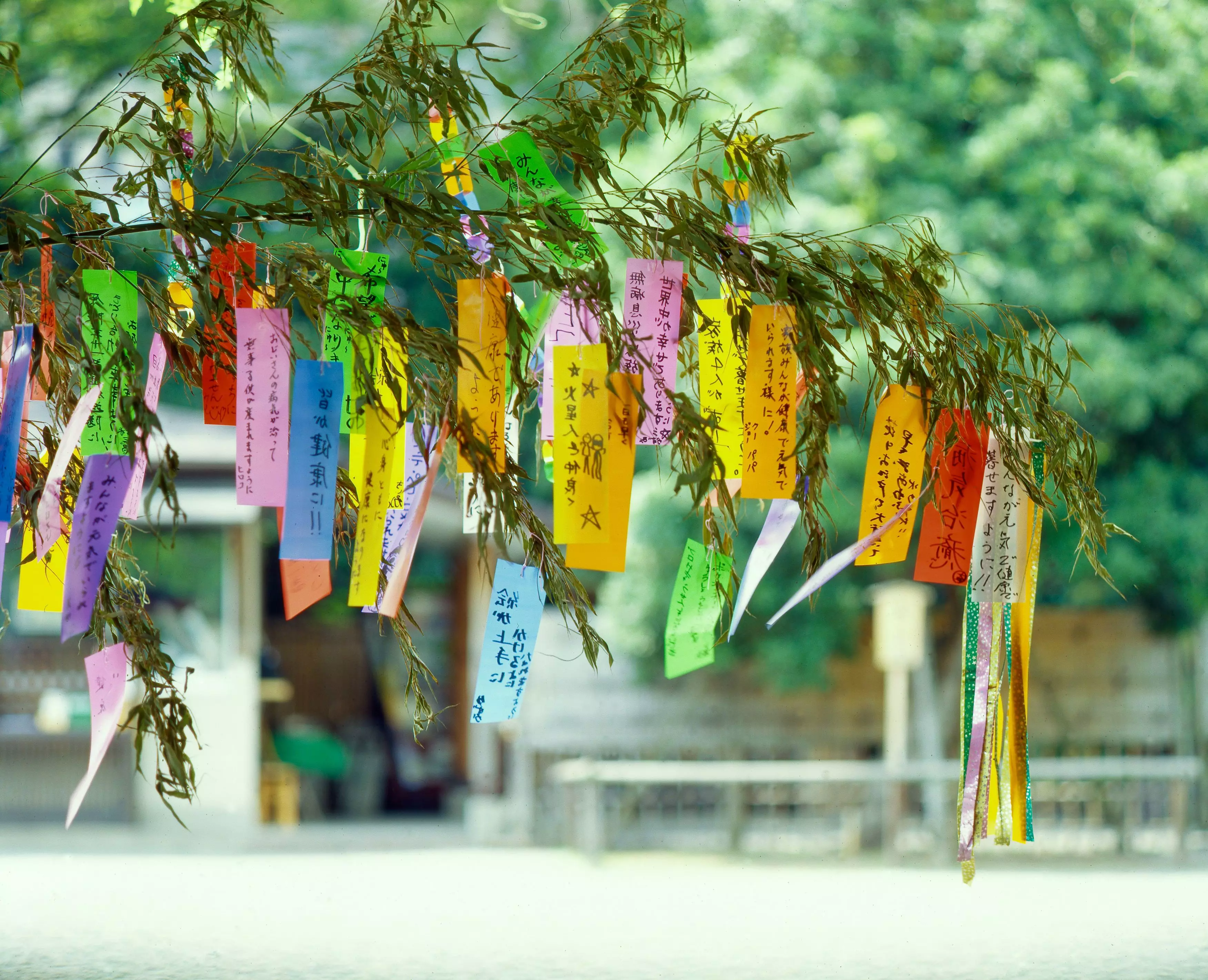 Tanabata Festival hauv Nyiv thiab Tanabata Zaj Dab Neeg