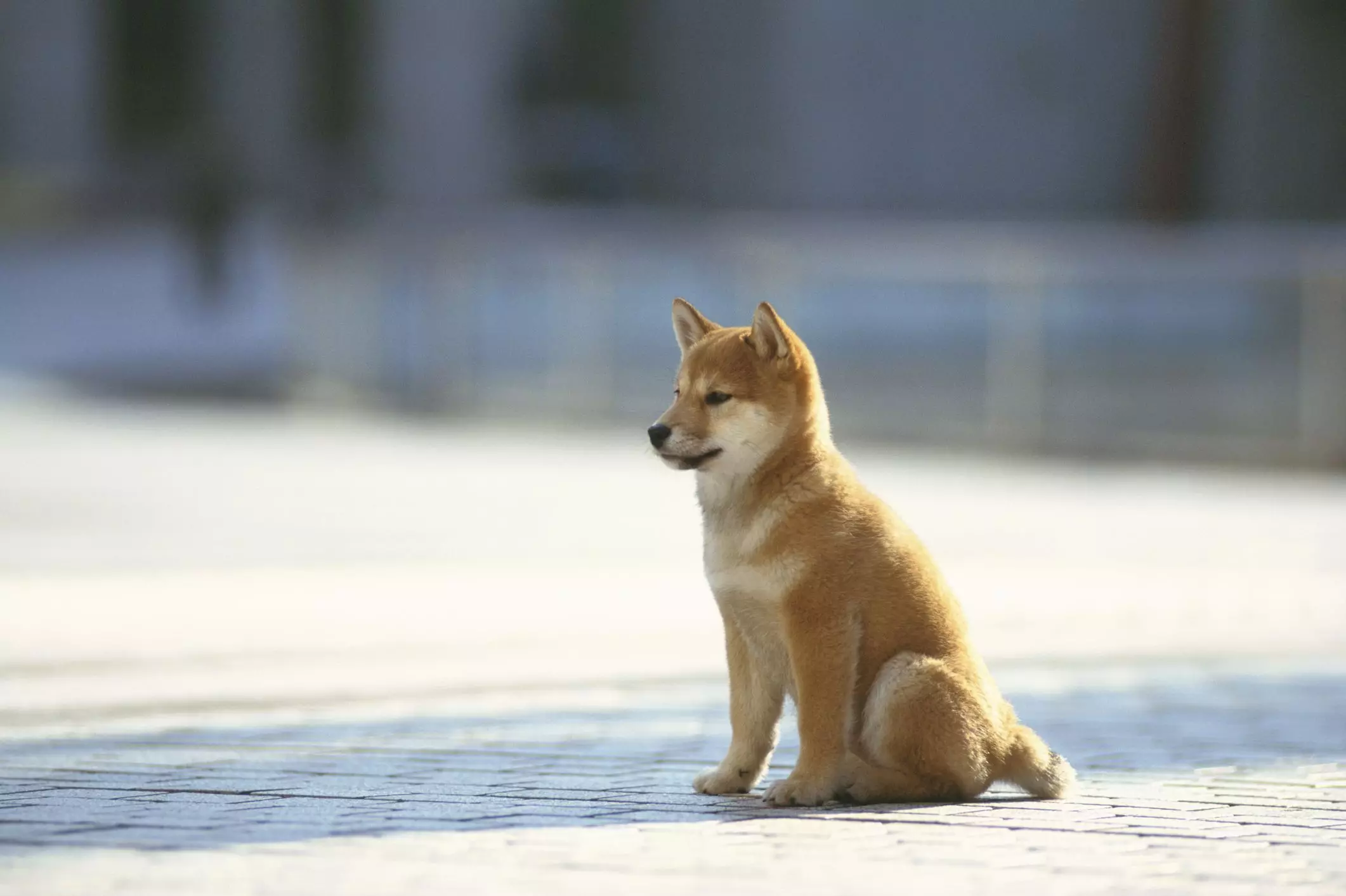 Akụkọ, Aha, na Ọrụ Nkịta na Omenala Japan