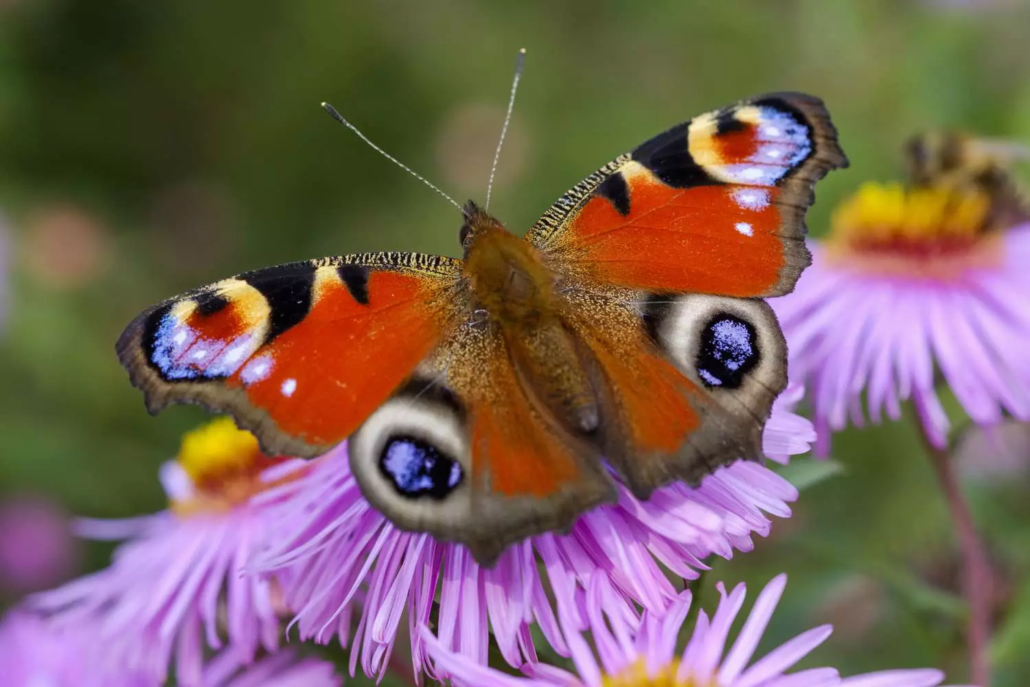 Peacock fiðrildi