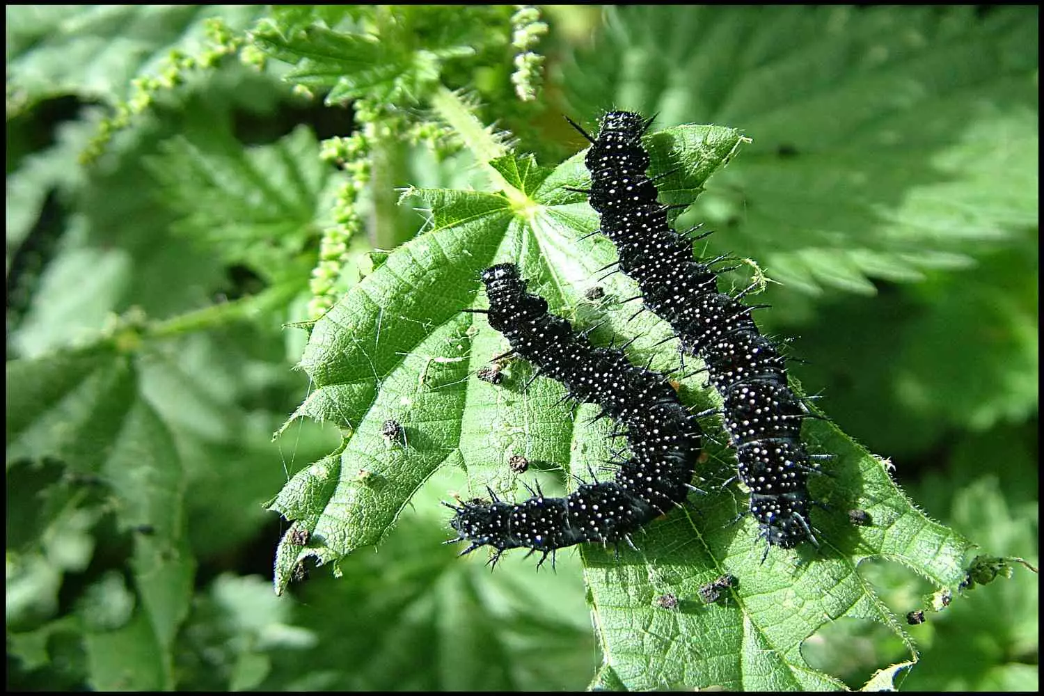 Caterpillars tal-farfett tal-pagun