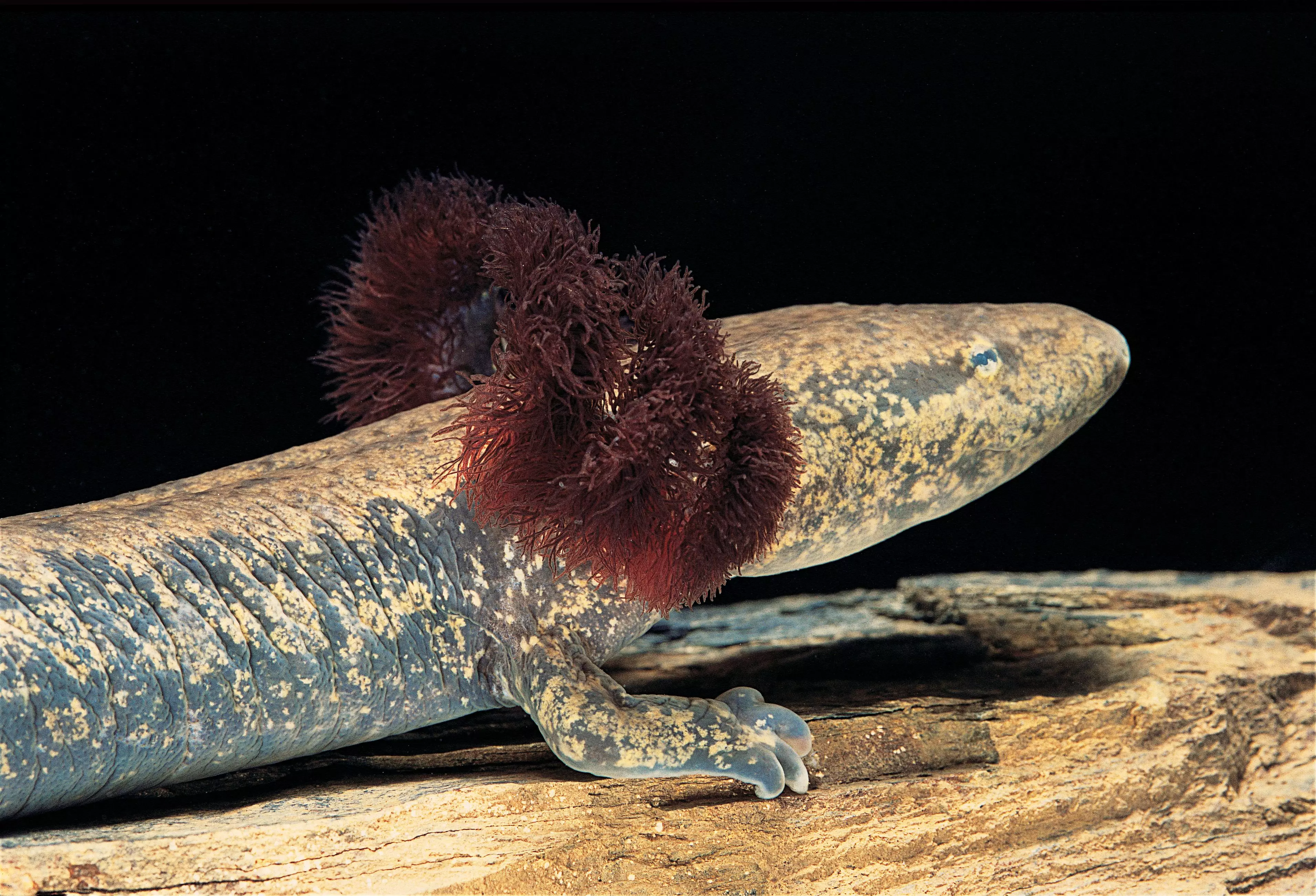 यो axolotl होइन: Necturus maculosus (सामान्य mudpuppy)