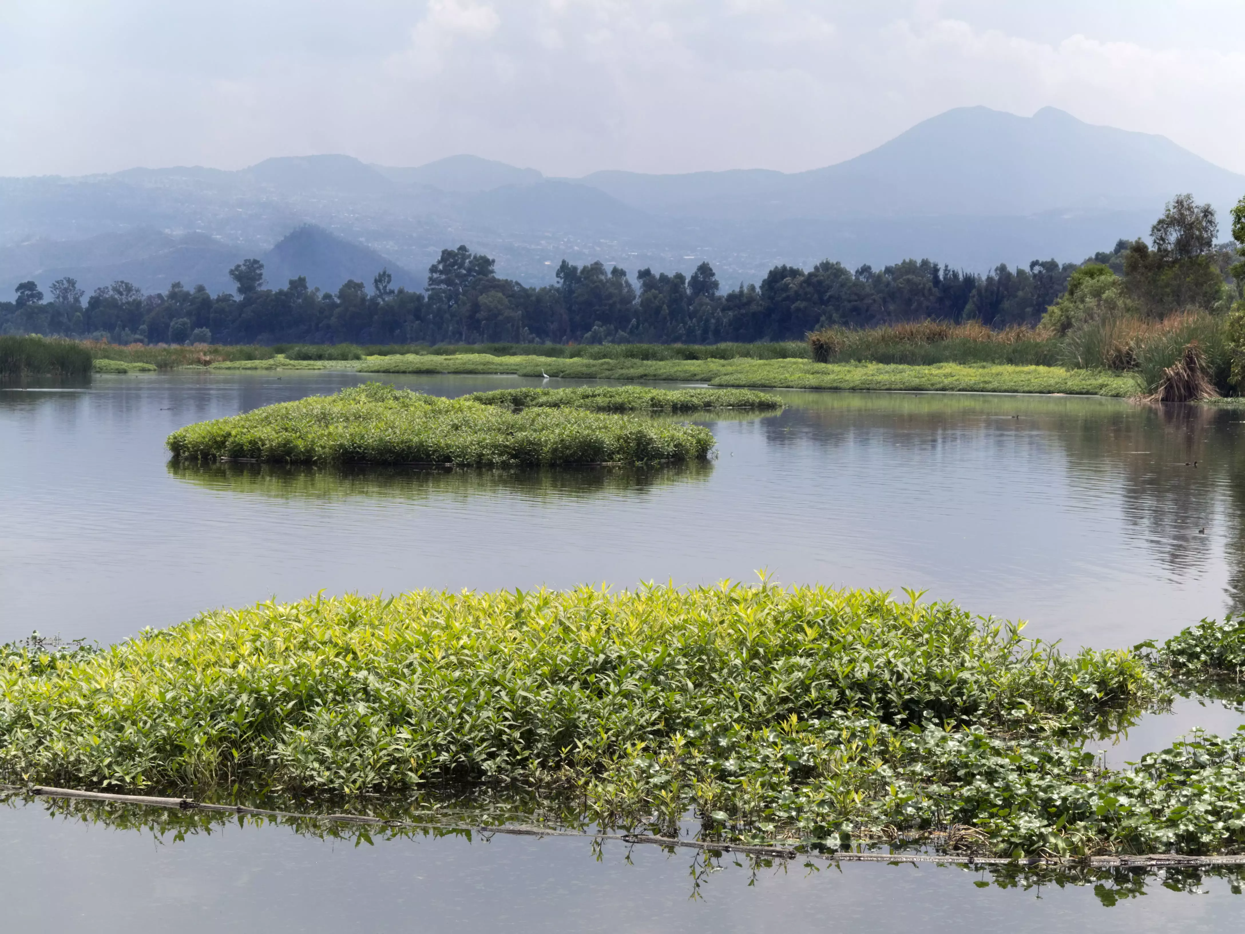 생태 공원(Parque Ecologico de Xochimilco)에 있는 호수 Lago Acitlalin은 멕시코 멕시코시티 남쪽에 있는 Xochimilco 습지에 있는 광대한 자연 보호 구역입니다.