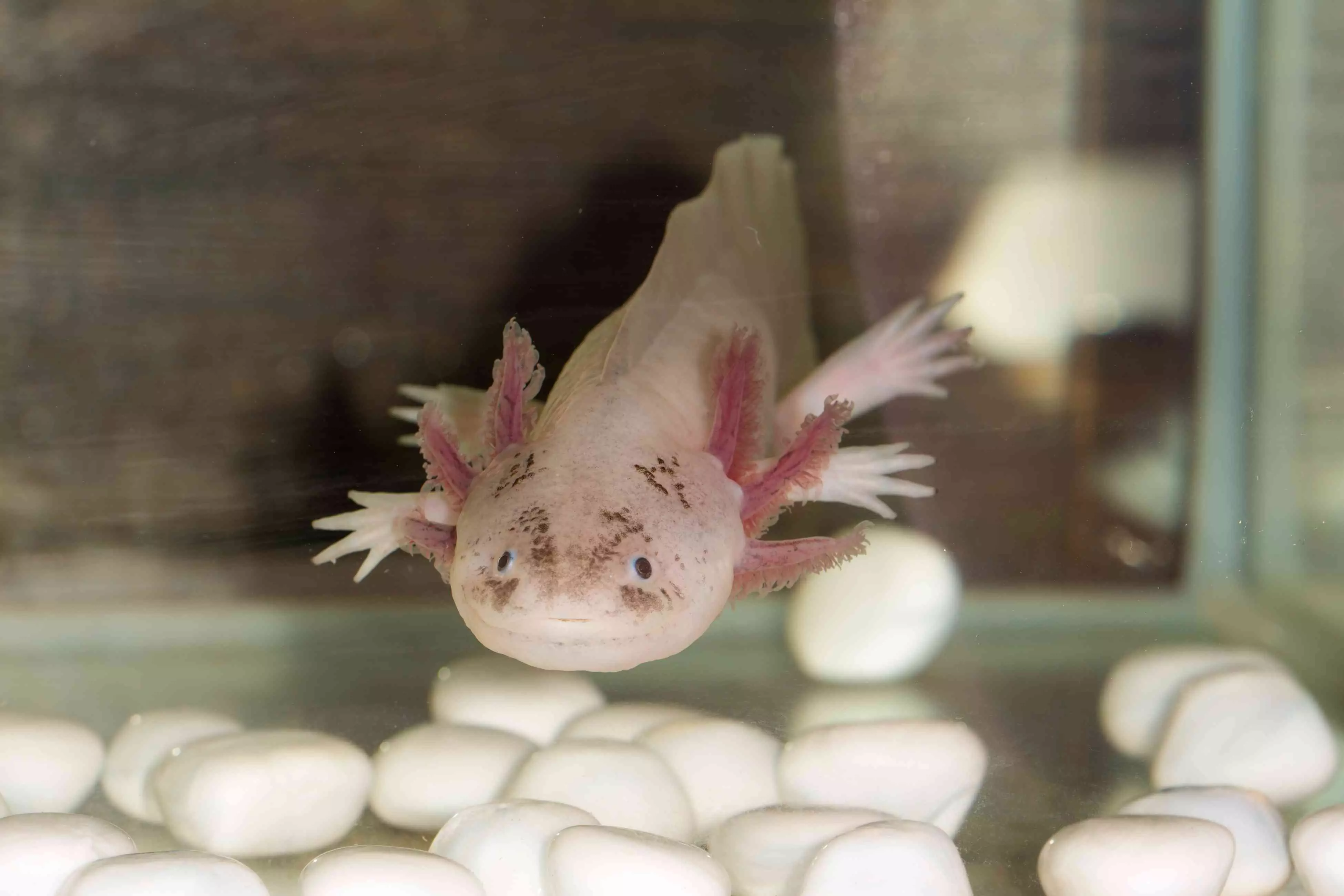 En axolotl äter allt som är tillräckligt litet för att passa in i munnen.